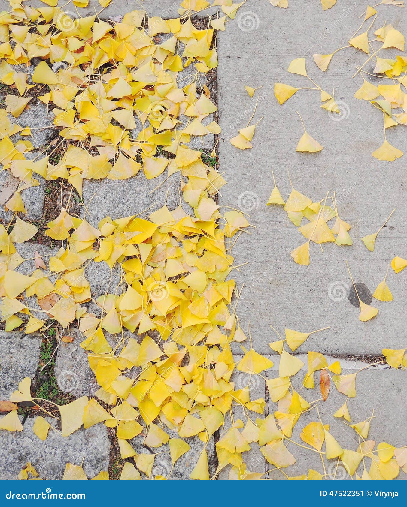 Dry leaf pattern detail stock image. Image of garden - 47522351