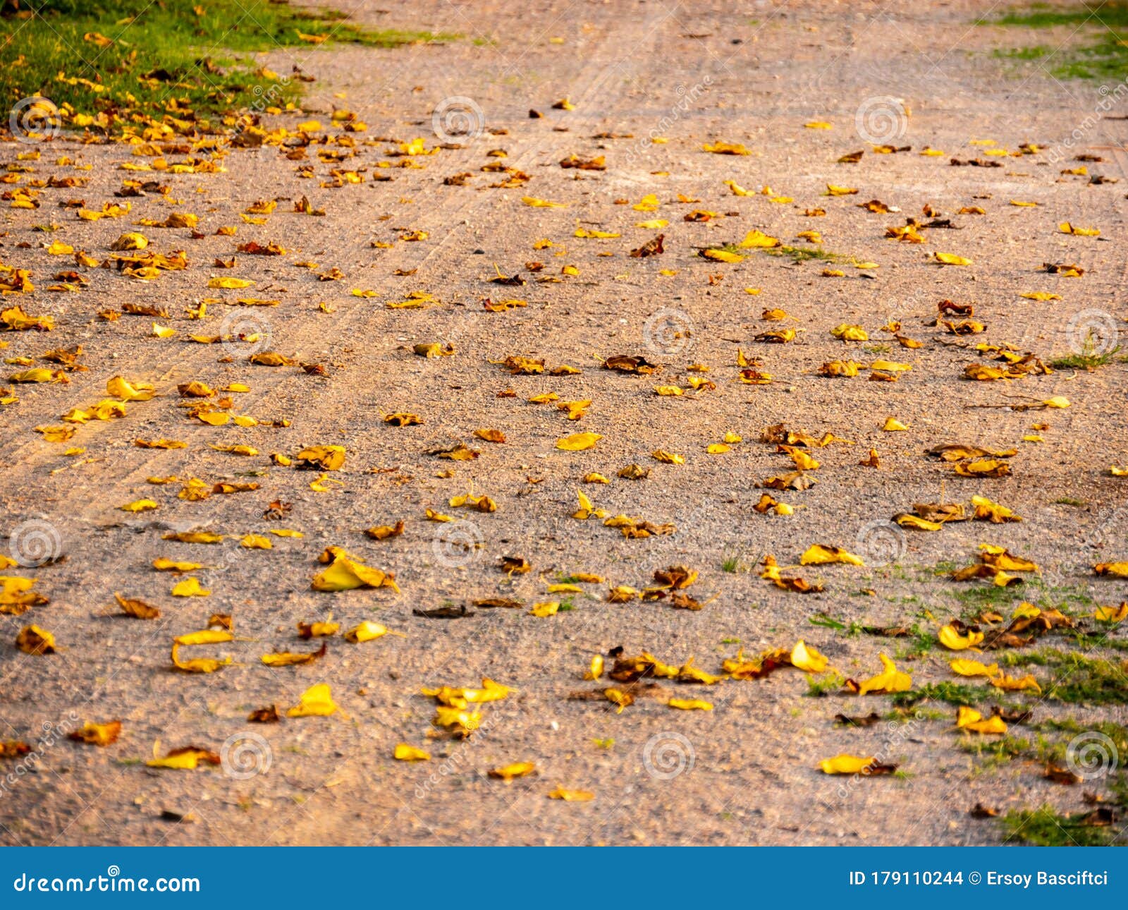 Dry Leaf Pattern Detail on the Road Stock Photo - Image of seasonal ...