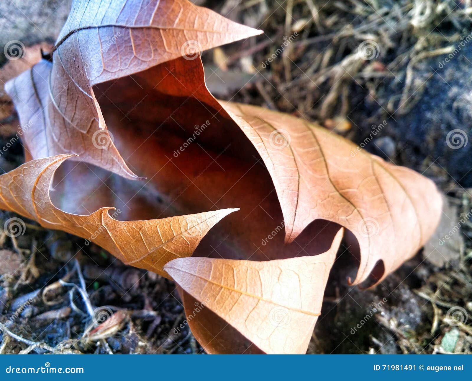 Dry leaf stock image. Image of high, quality, leaf - 71981491