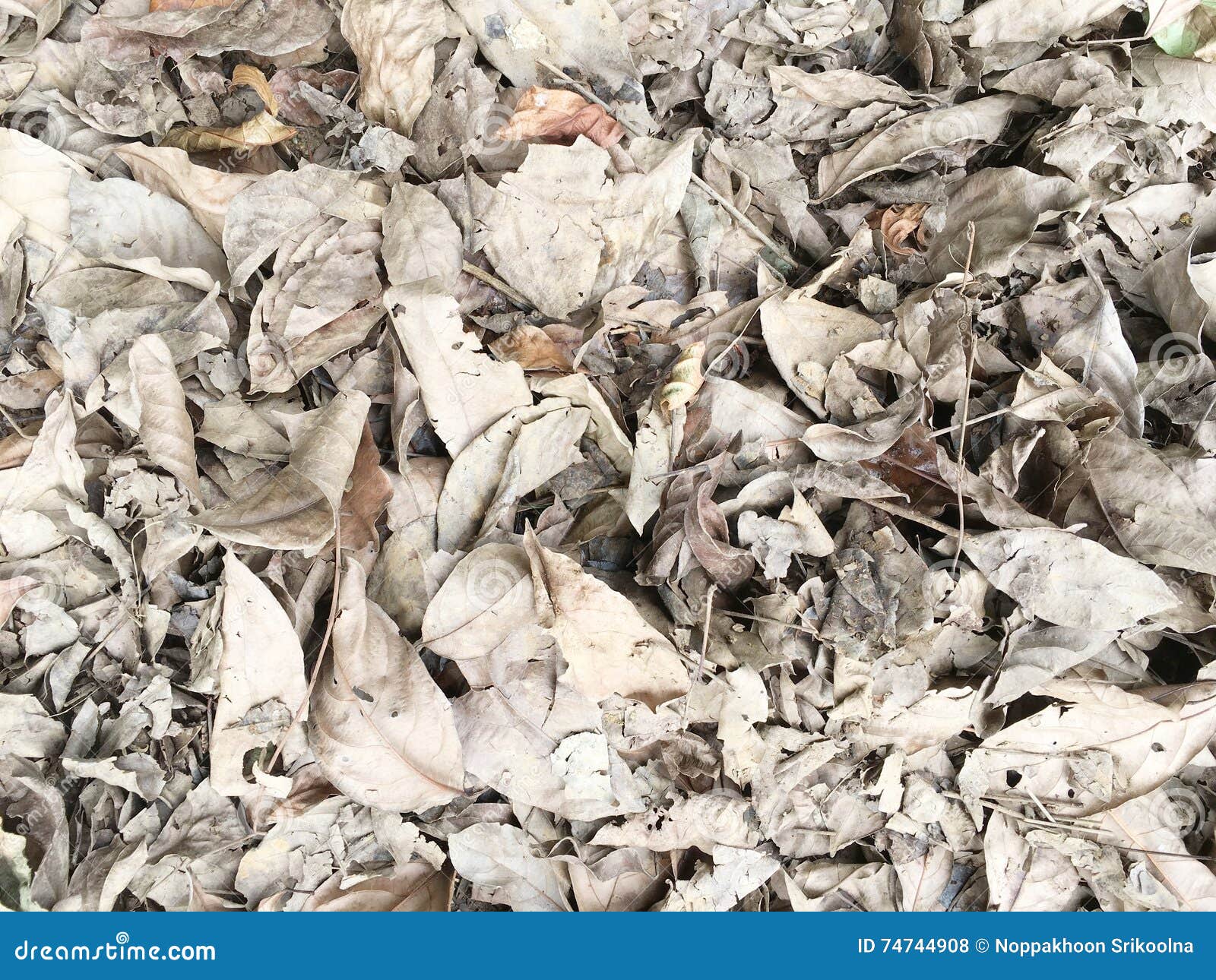 Dry leaf pile stock photo. Image of carbon, chair, ceiling - 74744908