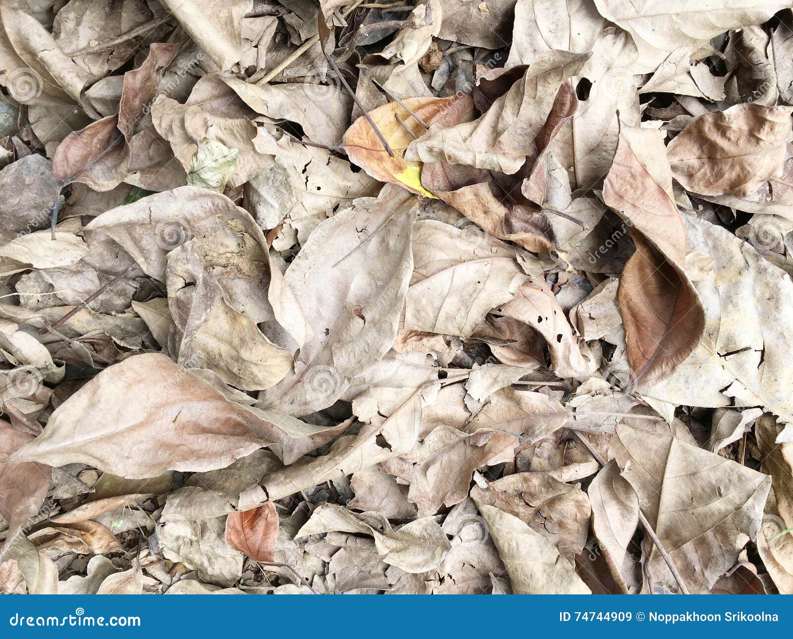Dry leaf pile stock image. Image of body, chair, floor - 74744909