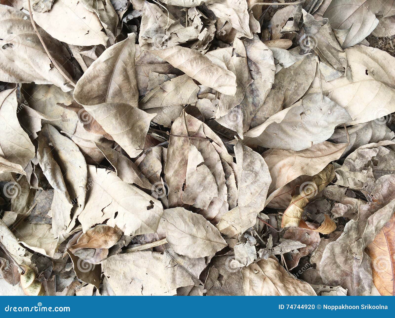 Dry leaf pile stock photo. Image of bead, computer, back - 74744920