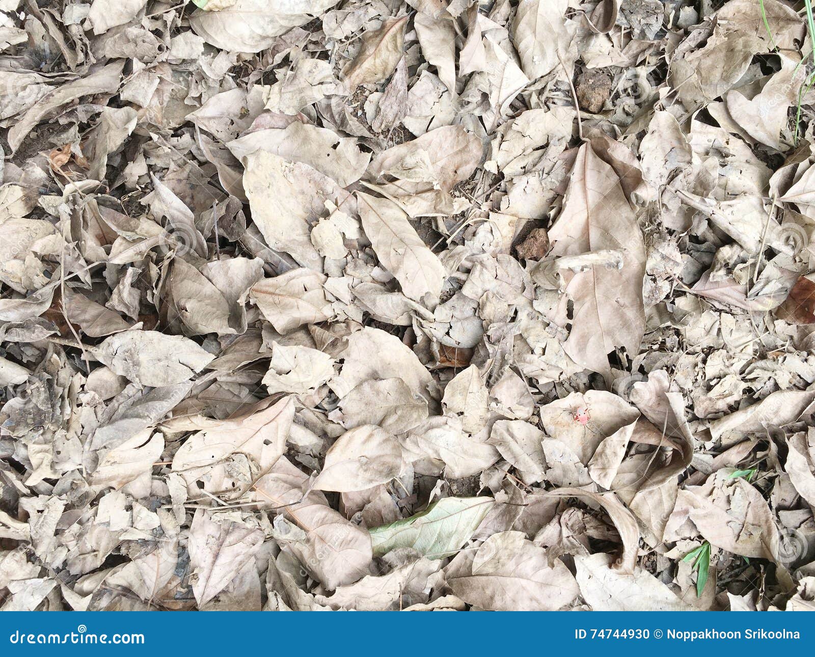 Dry leaf pile stock photo. Image of coconut, back, furrow - 74744930