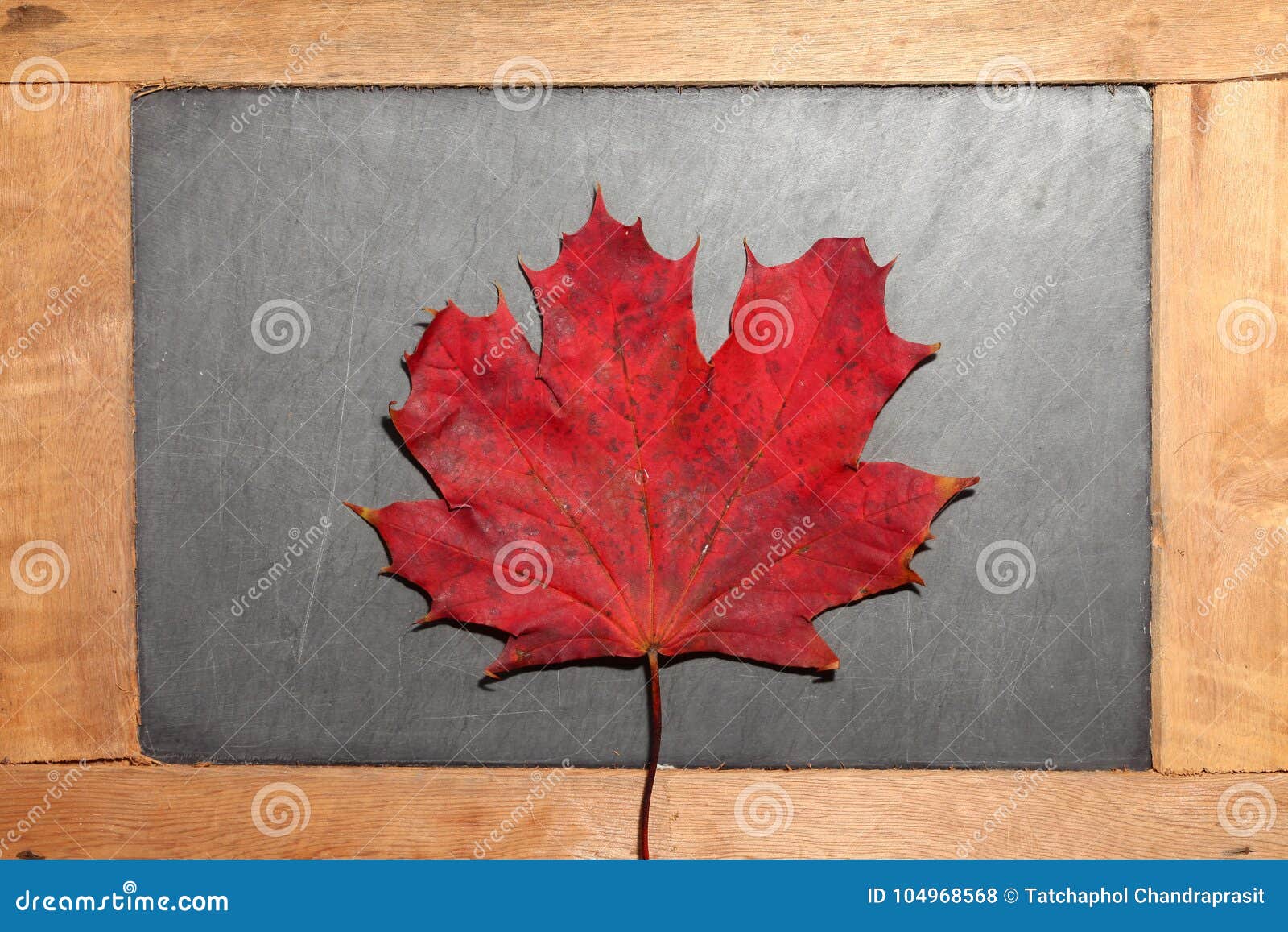 Dry Leaf Put on Slate Board Scene. Stock Photo - Image of foliage ...