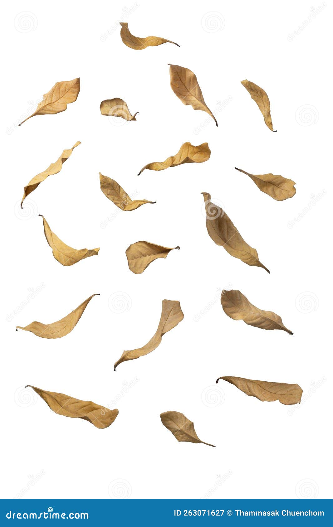 Dry leaf shape on white stock image. Image of natural - 263071627