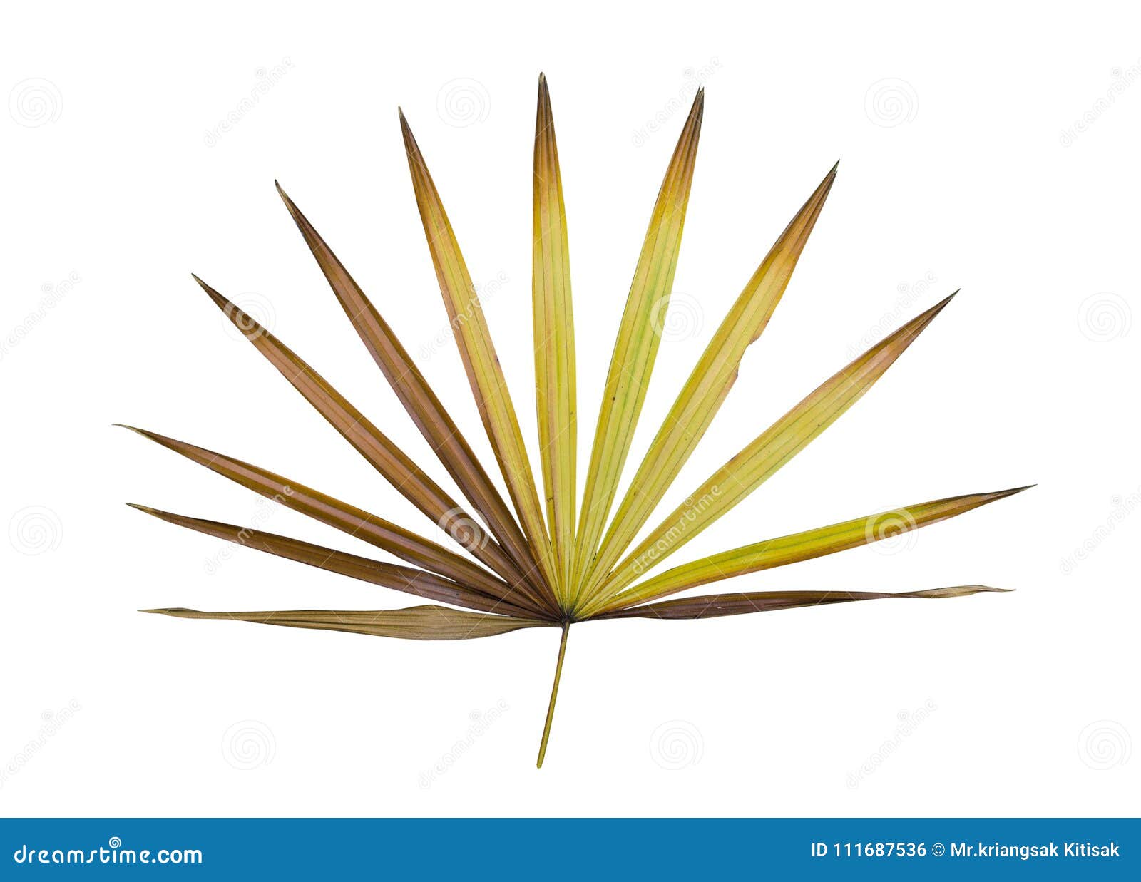 Dry Leaf Shaped Sharp Decorative S Isolated on White Background Stock ...