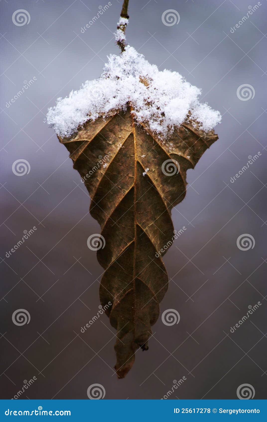 Dry leaf with snow stock photo. Image of autumn, pattern - 25617278