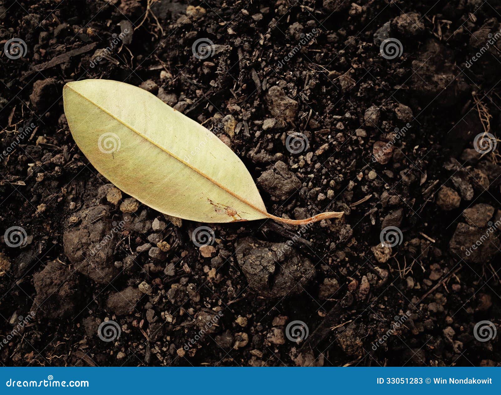Dry leaf on soil stock image. Image of life, autumn, season - 33051283