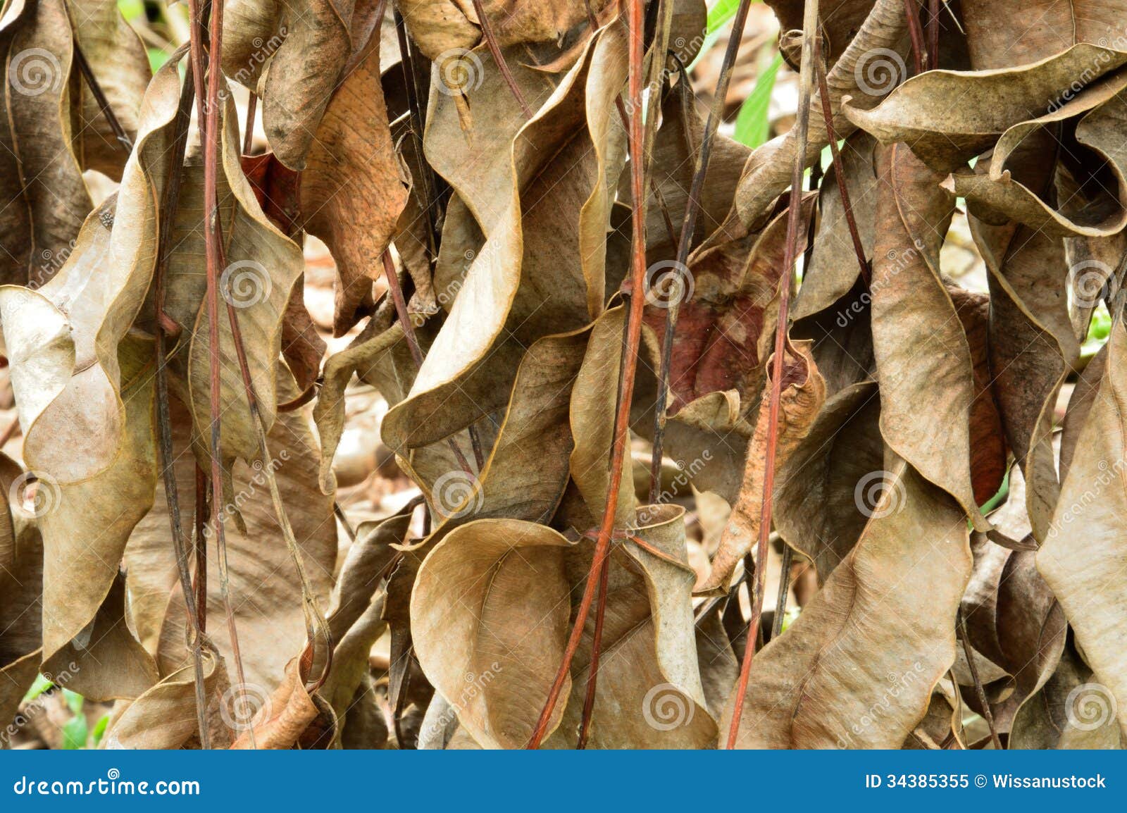 Dry leaf stick on branch stock image. Image of season - 34385355