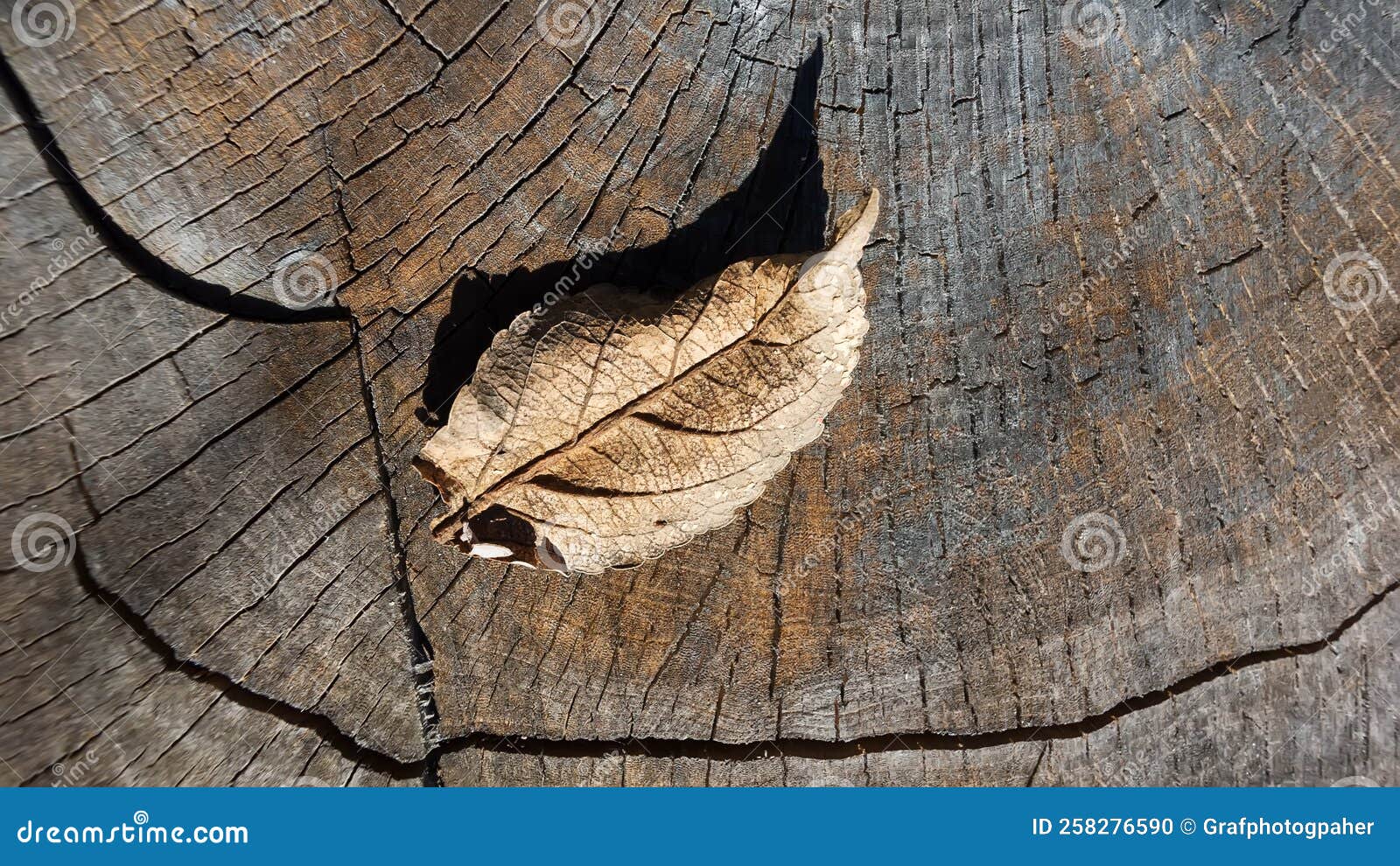 Dry Leaf on the Surface of Old Hemp Stock Photo - Image of fresh, macro ...