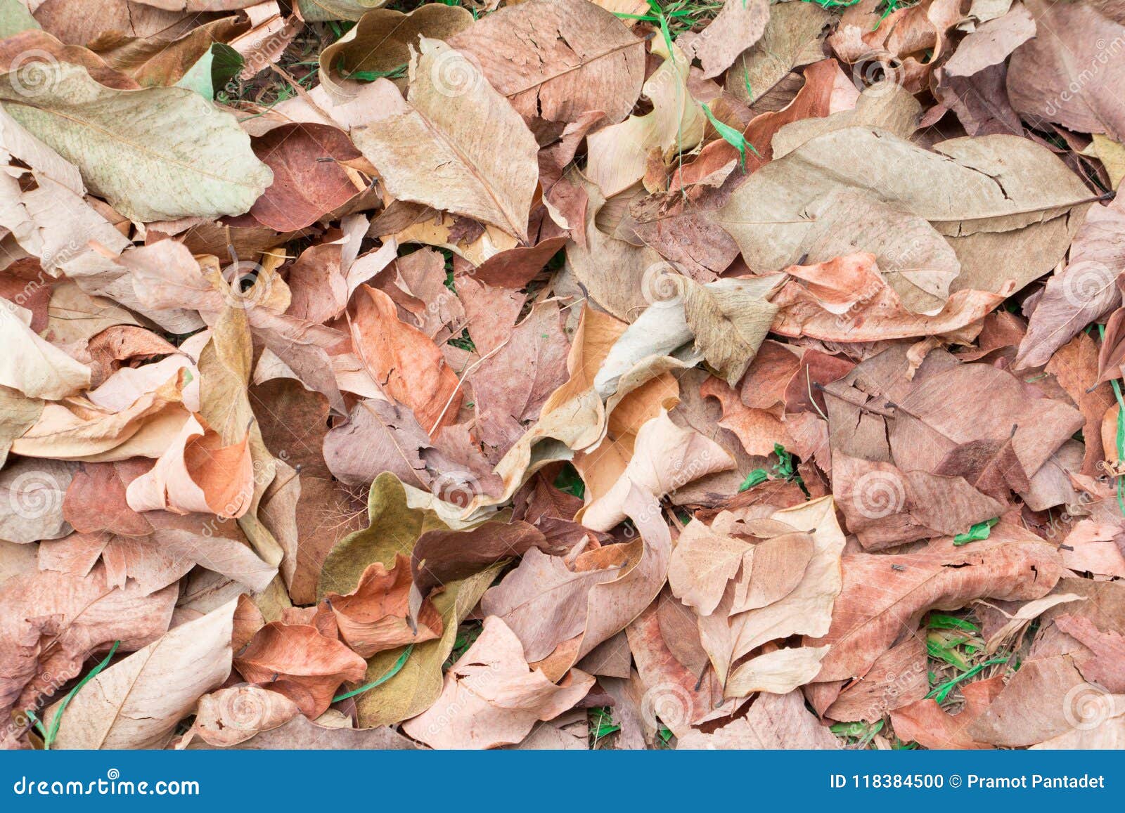 Dry Leaf Texture Background with Copy Space Stock Photo - Image of blue ...