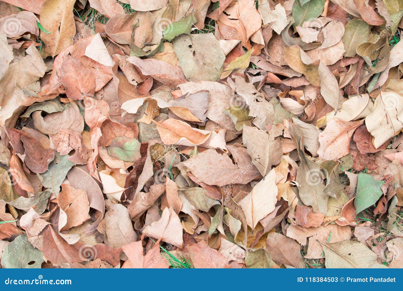 Dry Leaf Texture Background with Copy Space Stock Image - Image of ...