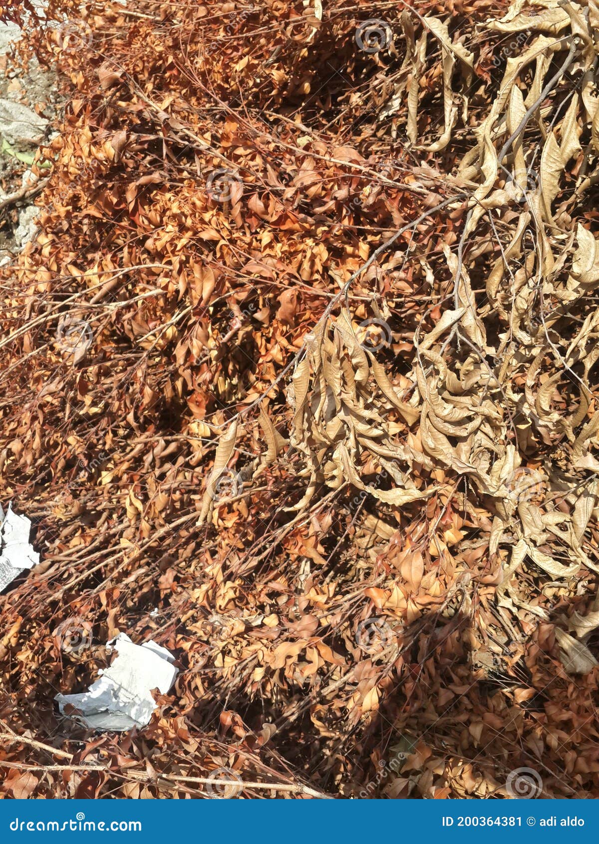 Dry leaf texture 5 stock image. Image of texture, leaf - 200364381