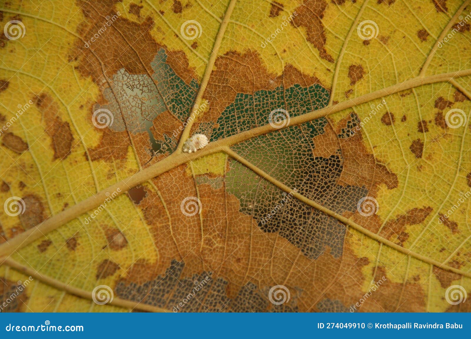 Dry Leaf Texture in the Forest Stock Photo - Image of food, colors ...