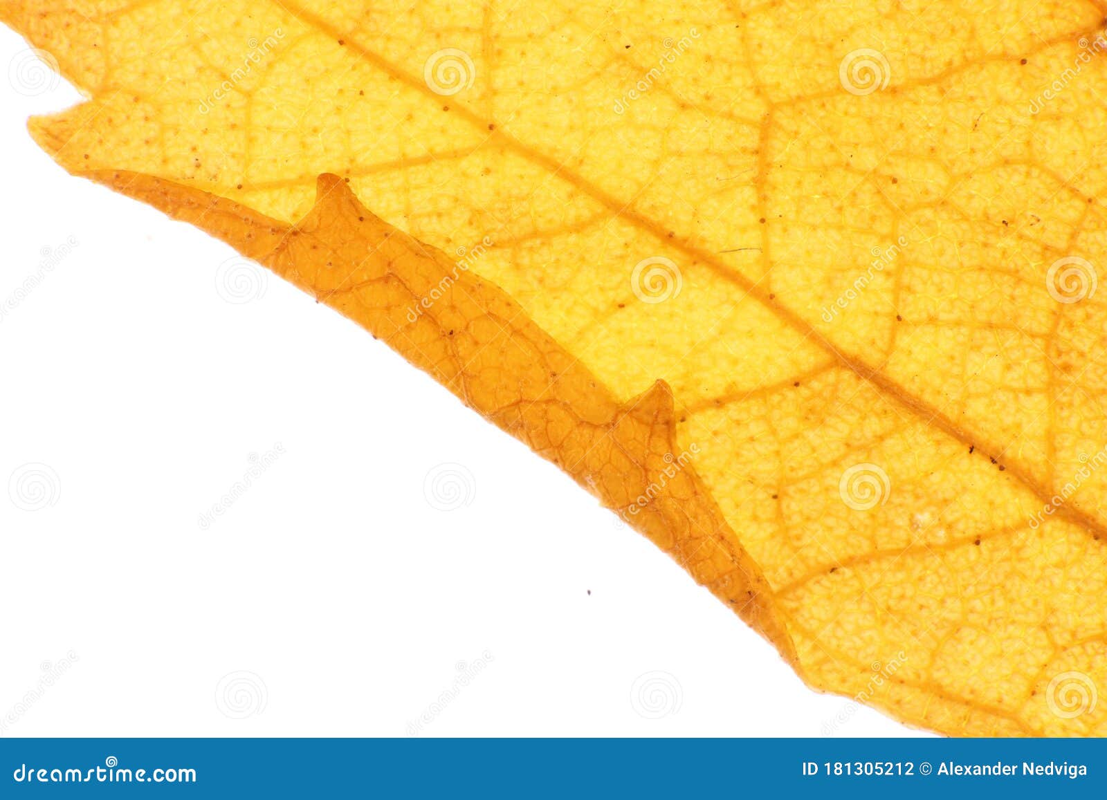 Dry Leaf Texture. Natural Background Stock Photo - Image of leafs ...