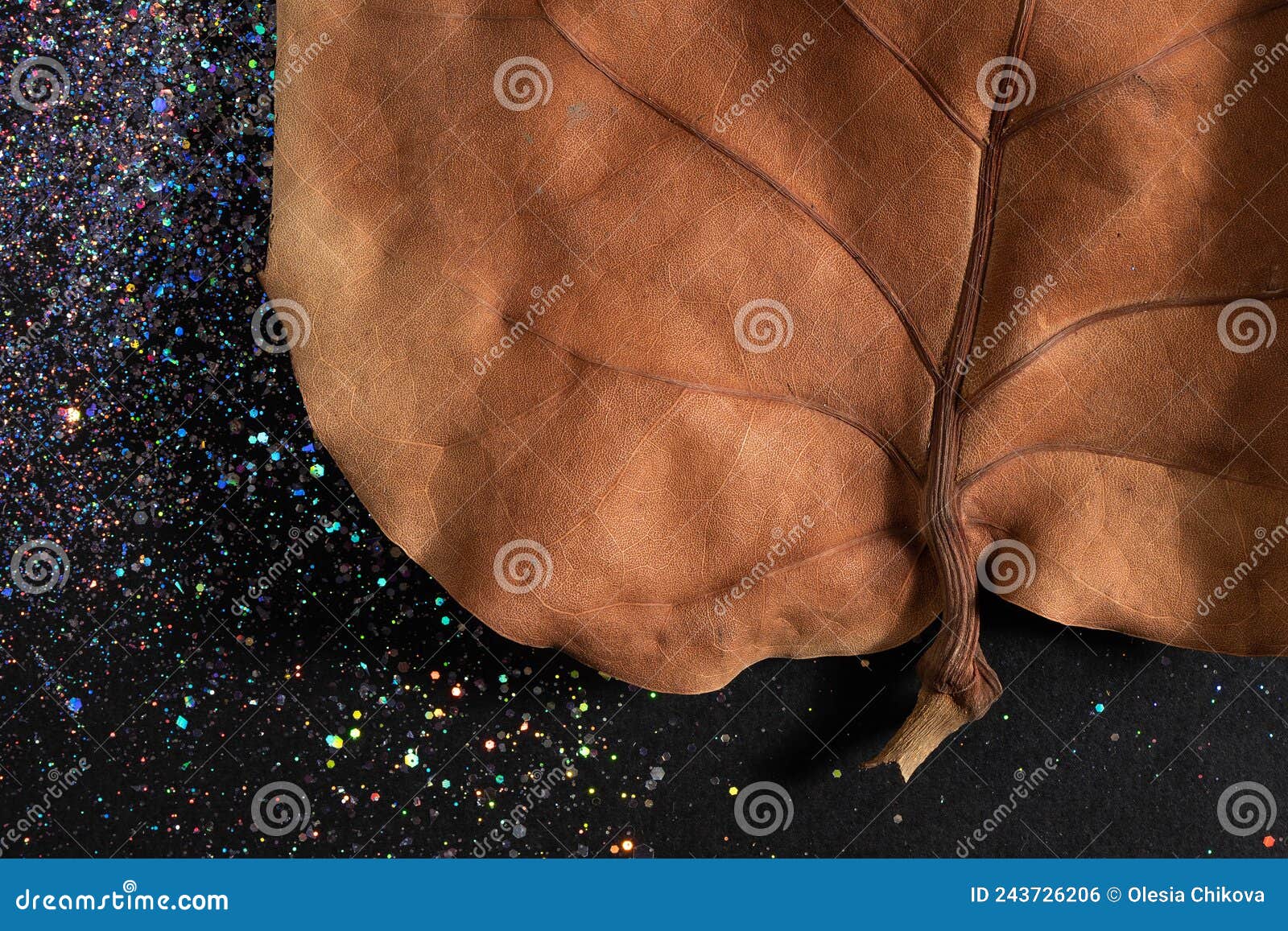 The texture of a dry leaf. stock photo. Image of environment - 243726206
