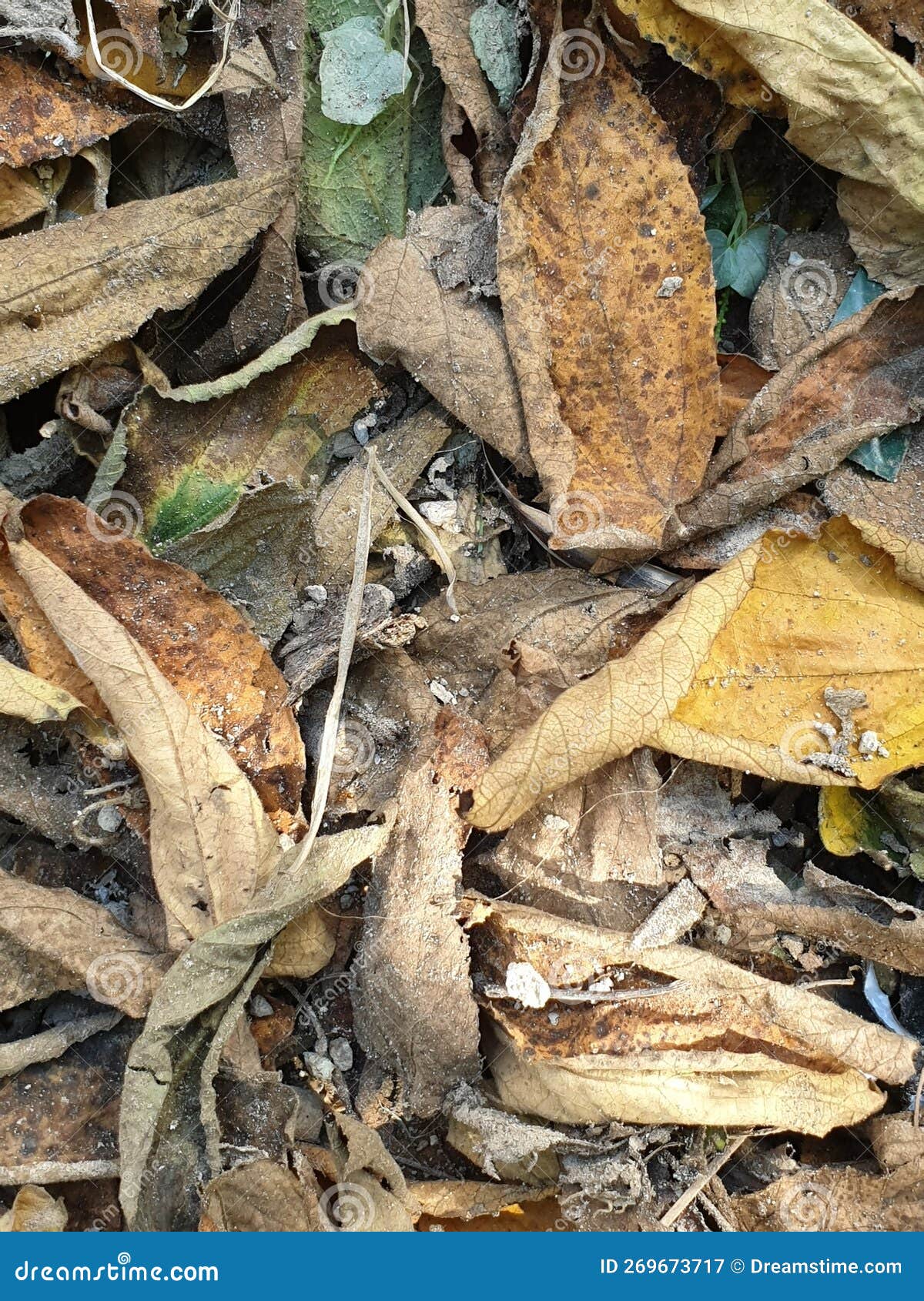 Dry leaf transition stock image. Image of tree, produce - 269673717