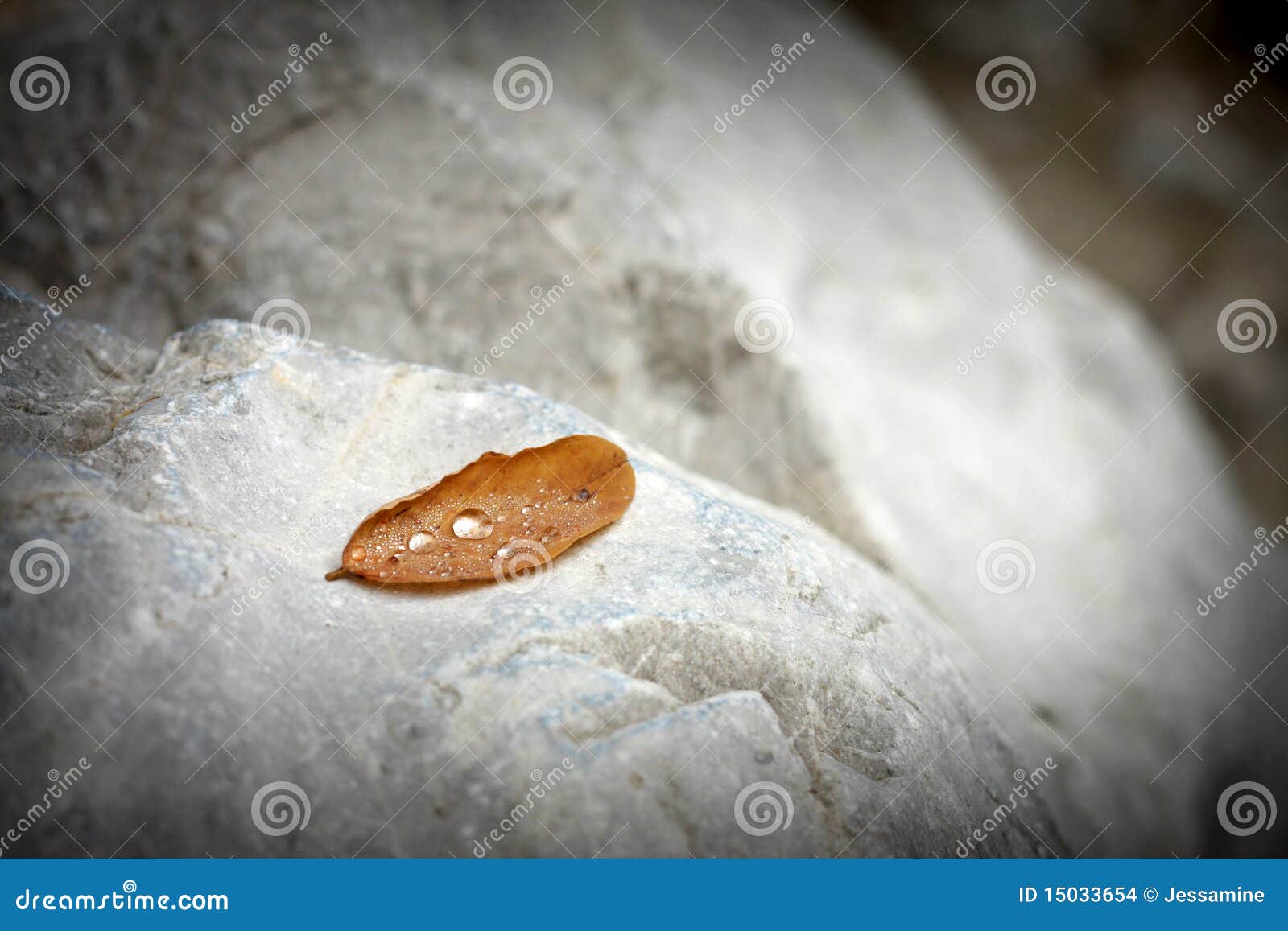 Dry leaf with water drop stock photo. Image of solitude - 15033654