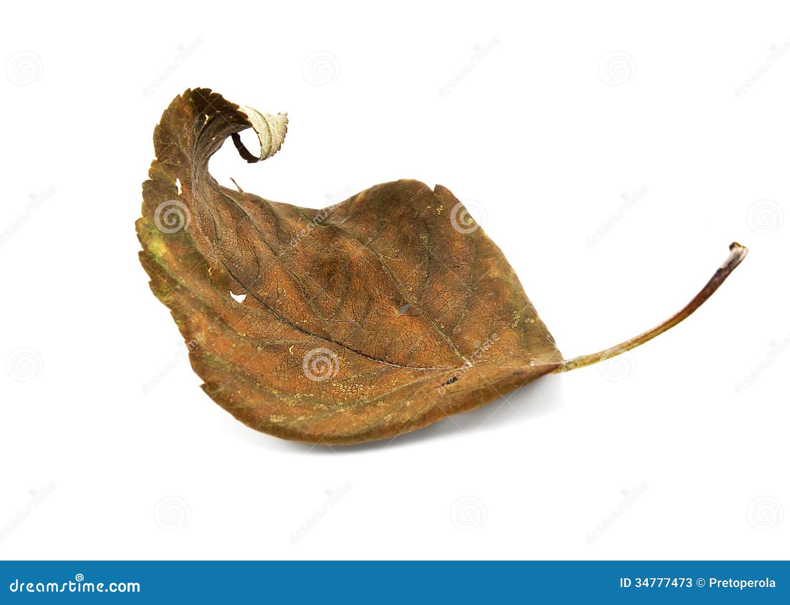 Dry leaf stock image. Image of design, leaf, color, beauty - 34777473