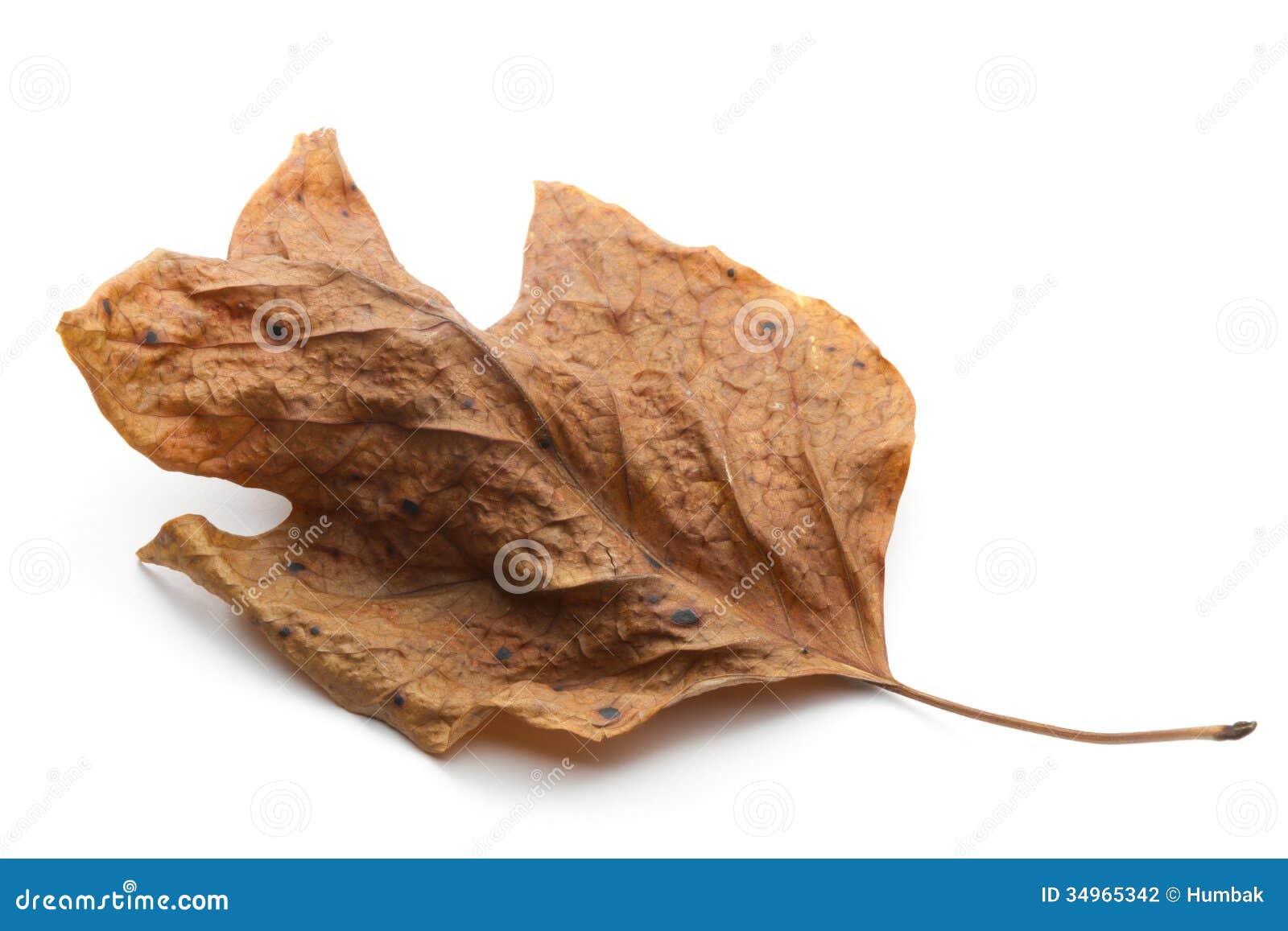 Dry leaf stock photo. Image of isolated, wilt, arid, element - 34965342