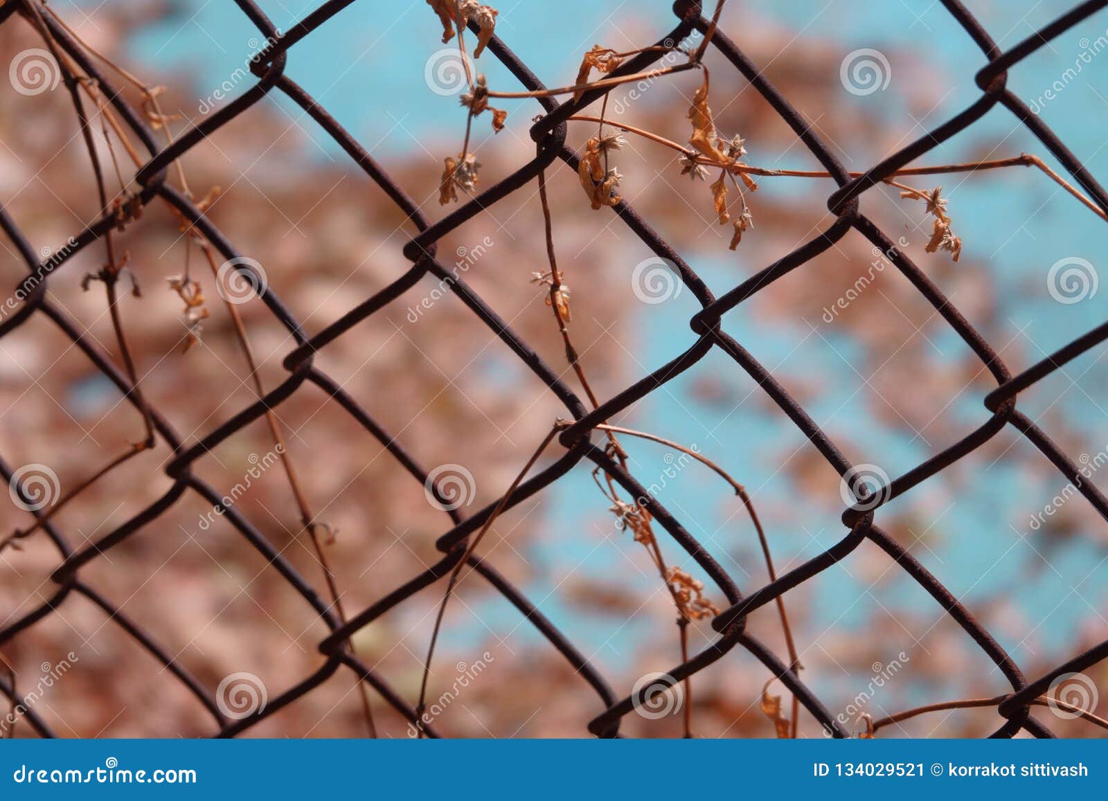 Dry leaf on wire mesh stock image. Image of mesh, color - 134029521