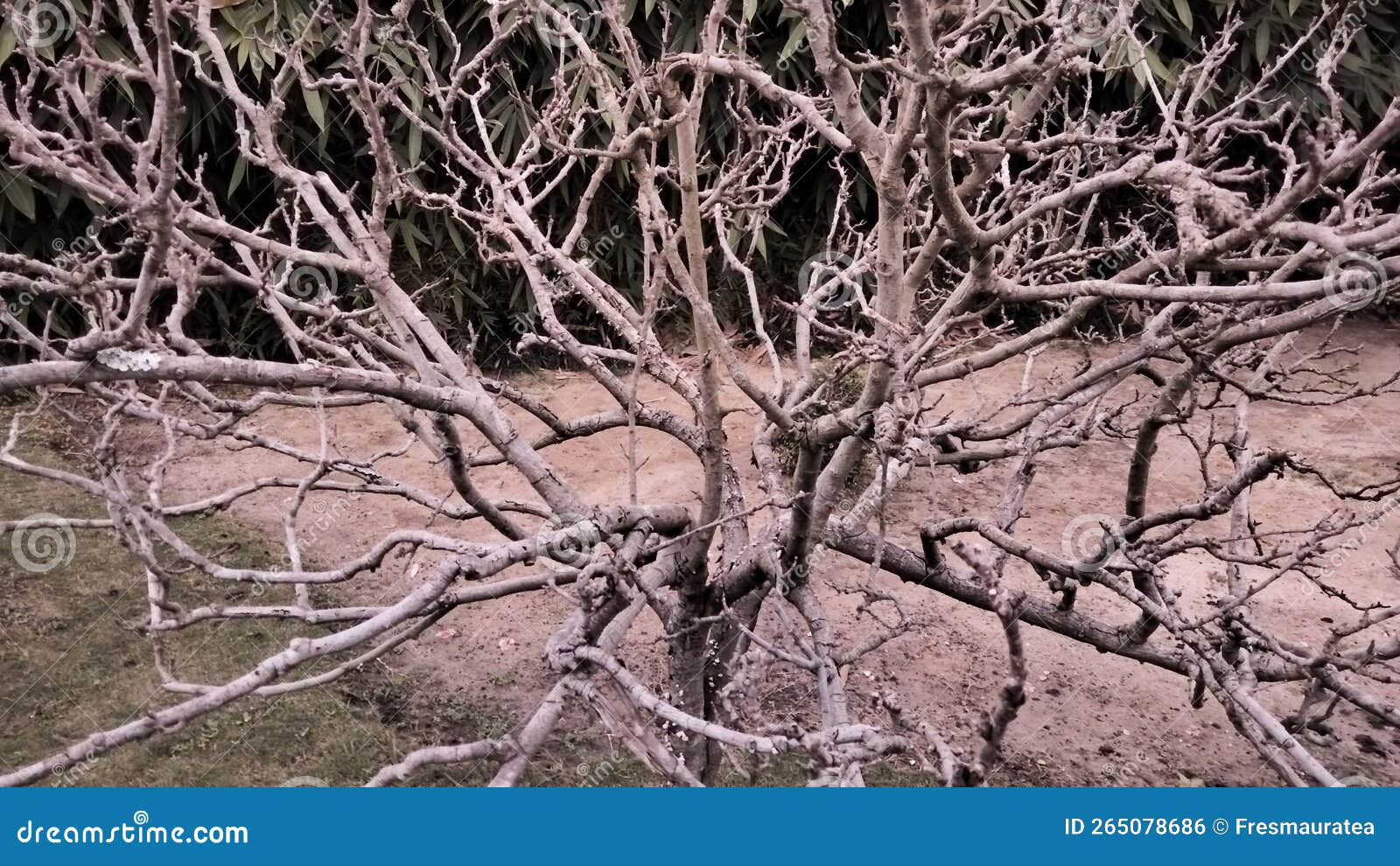 Dry and Leafless Branches and Twigs of a Short Tree Stock Photo - Image ...