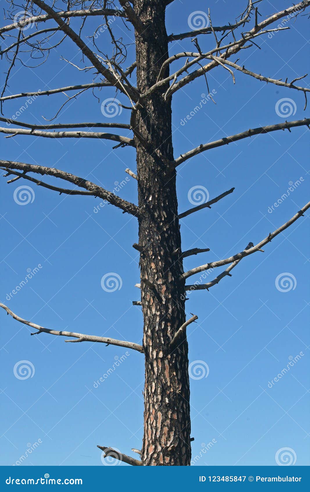 DRY LEAFLESS PINE TREE stock image. Image of africa - 123485847
