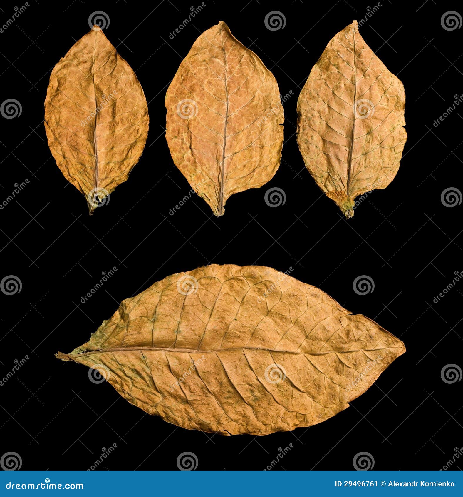 Dry leafs stock image. Image of addiction, actions, brown - 29496761