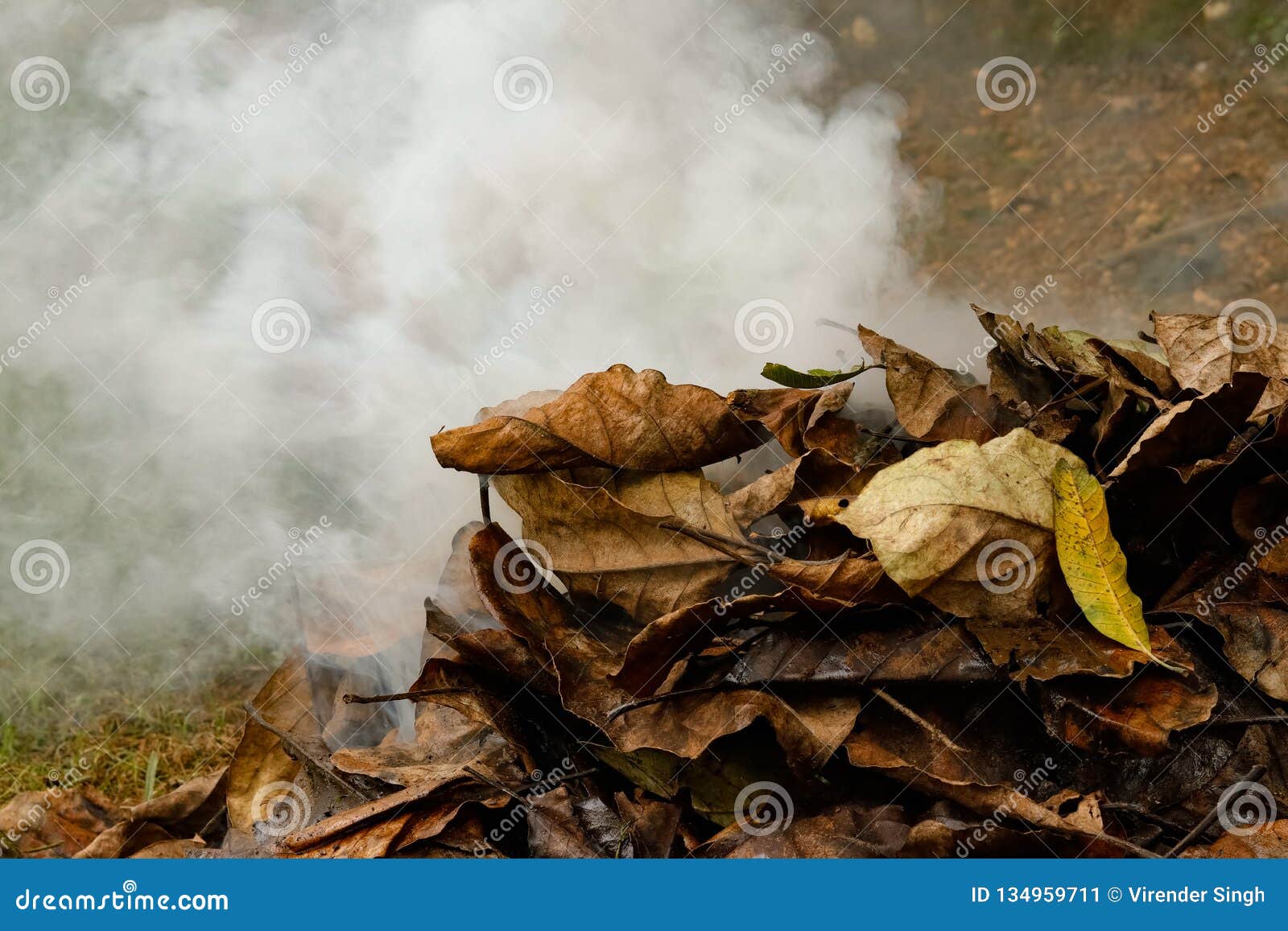 Dry Leafs Burning in Forest , Producing Ash and Smoke Stock Image ...