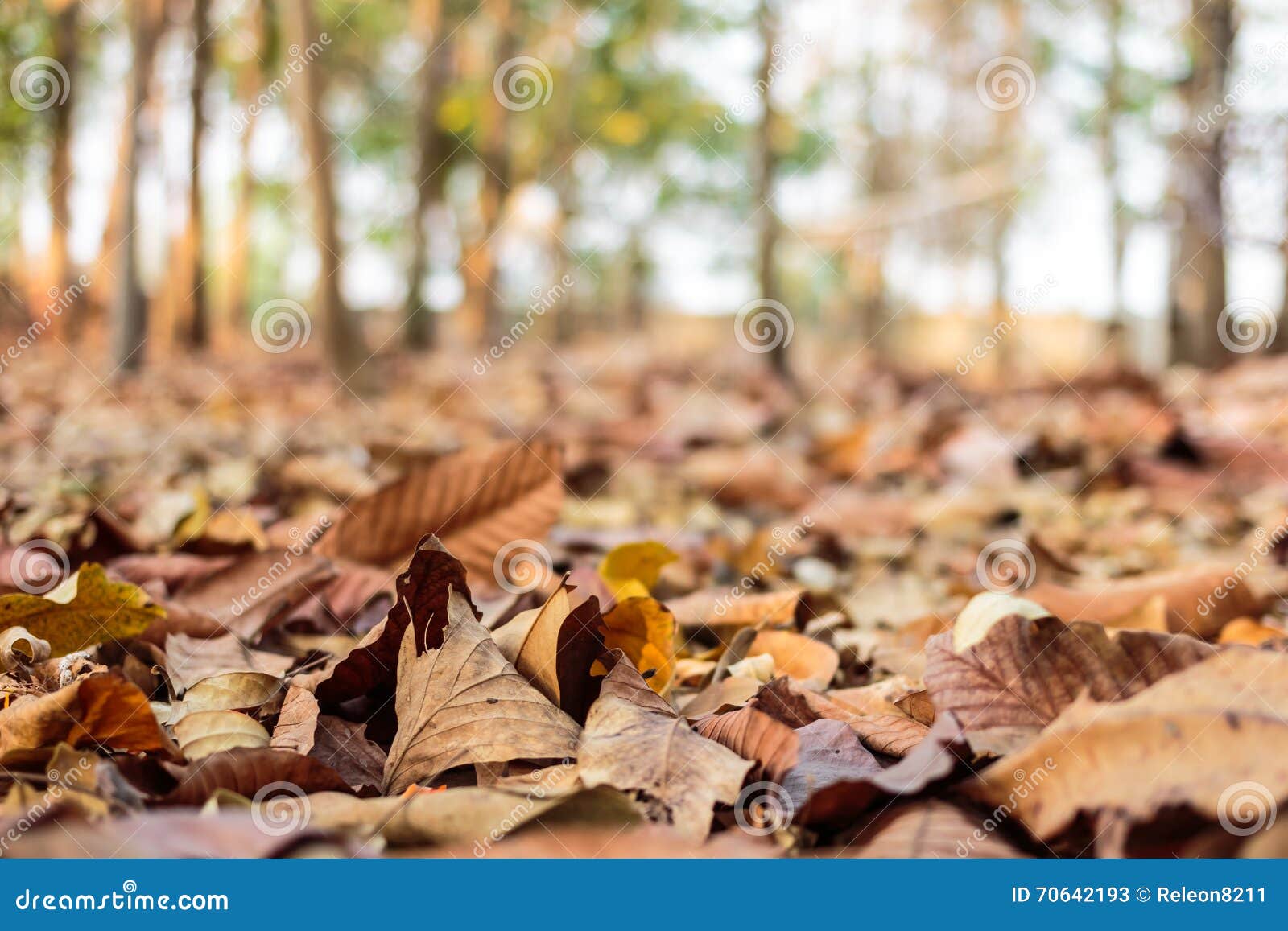 Dry leafs in forest. stock image. Image of autumn, beautiful - 70642193