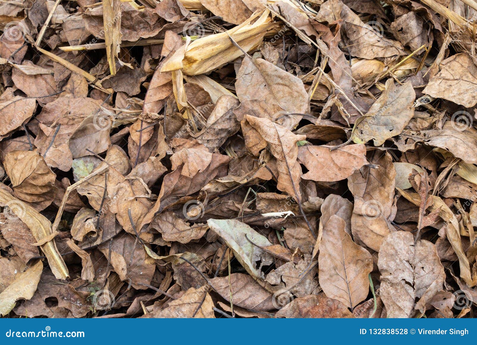 Dry Leafs of Trees Lying in Field Stock Photo - Image of green ...