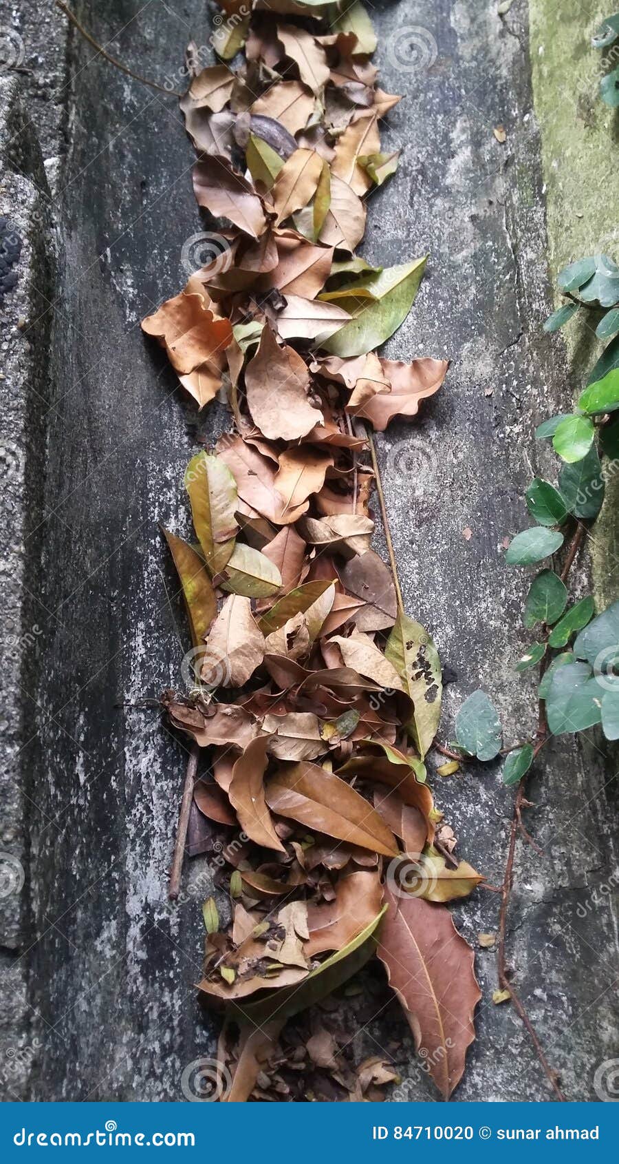 Dryleave Drain Stock Photos - Free & Royalty-Free Stock Photos from ...