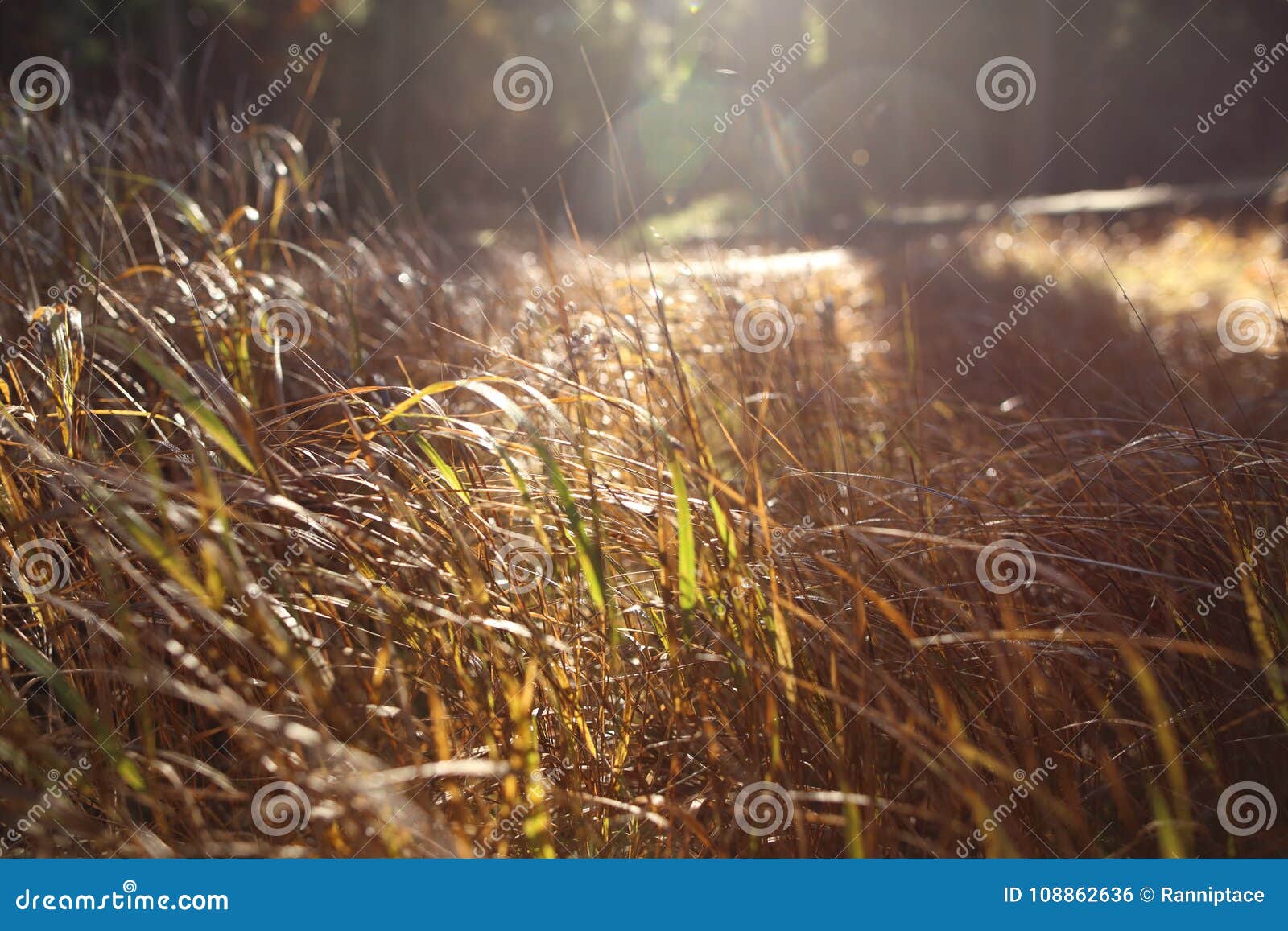 Dry Leave of Grass on the Grass Background Stock Photo - Image of ...