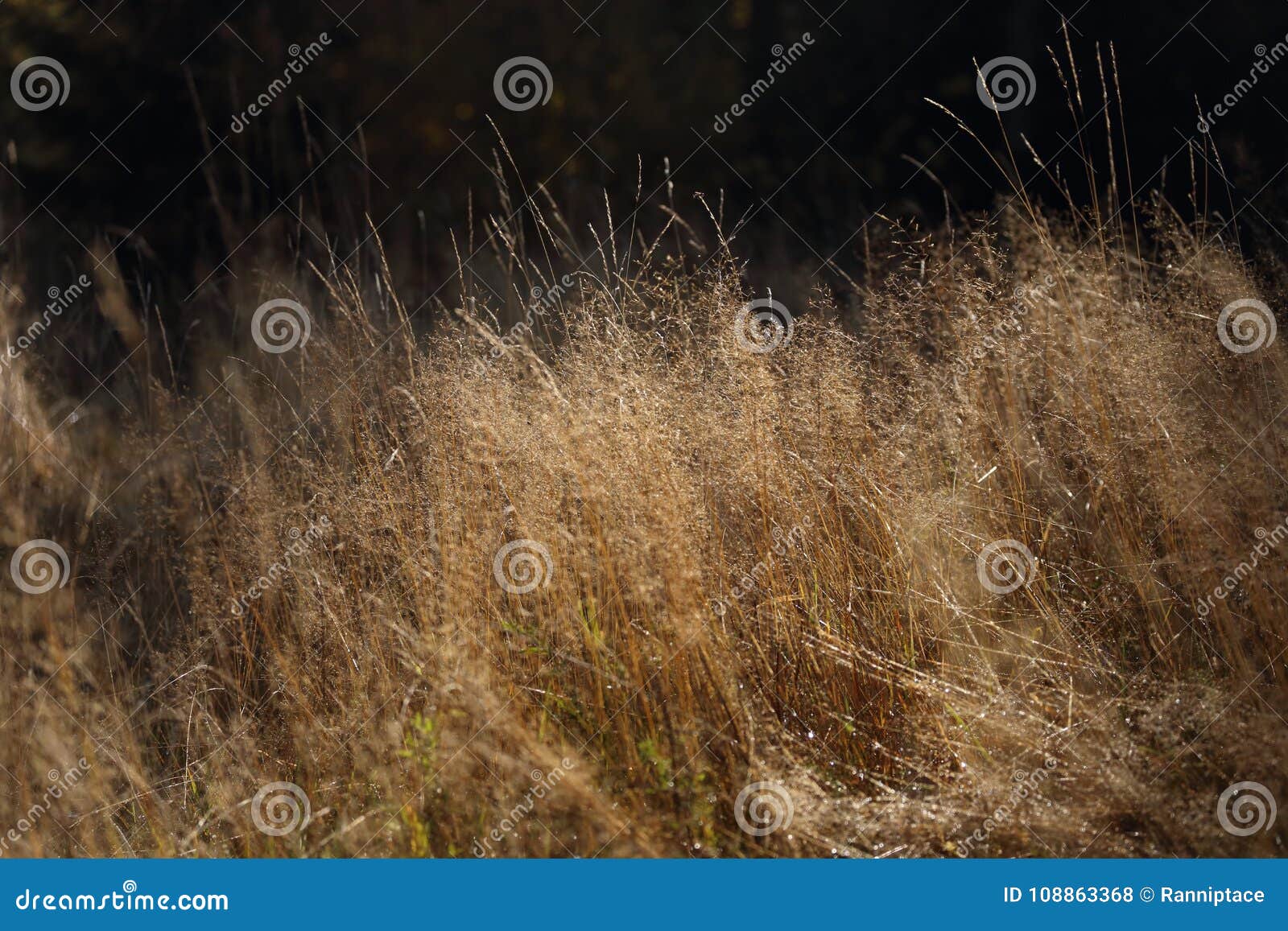 Dry Leave of Grass on the Grass Background Stock Photo - Image of ...