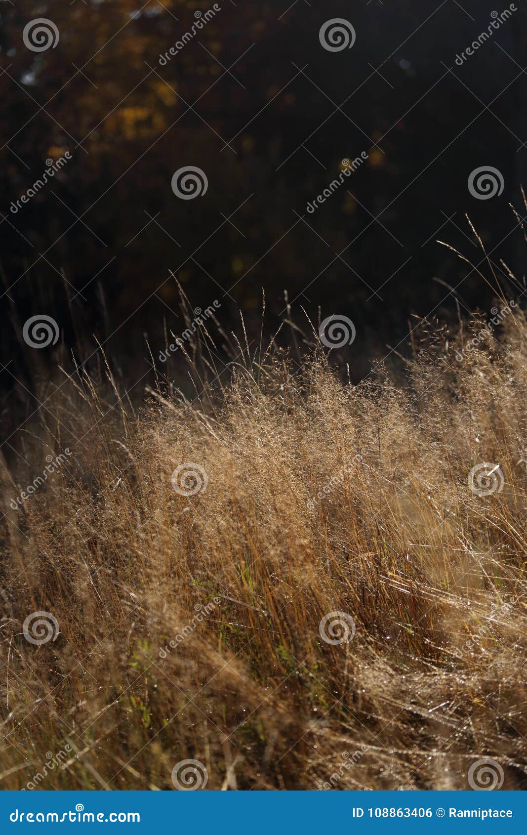 Dry Leave of Grass on the Grass Background Stock Photo - Image of blade ...