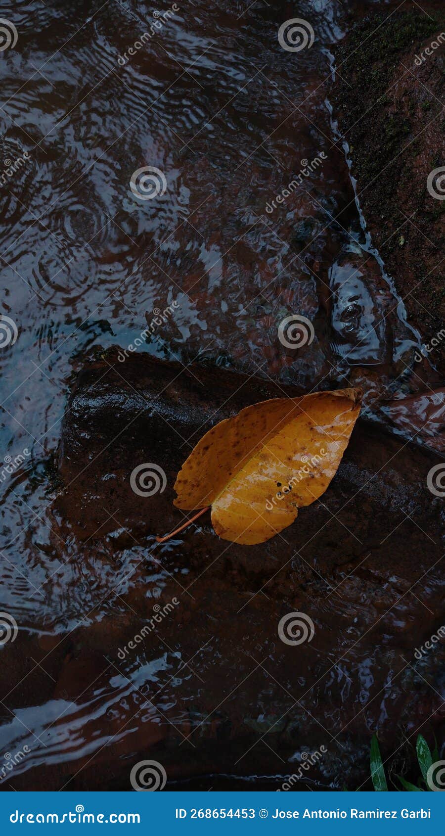 Dry leave on the river stock image. Image of yellow - 268654453