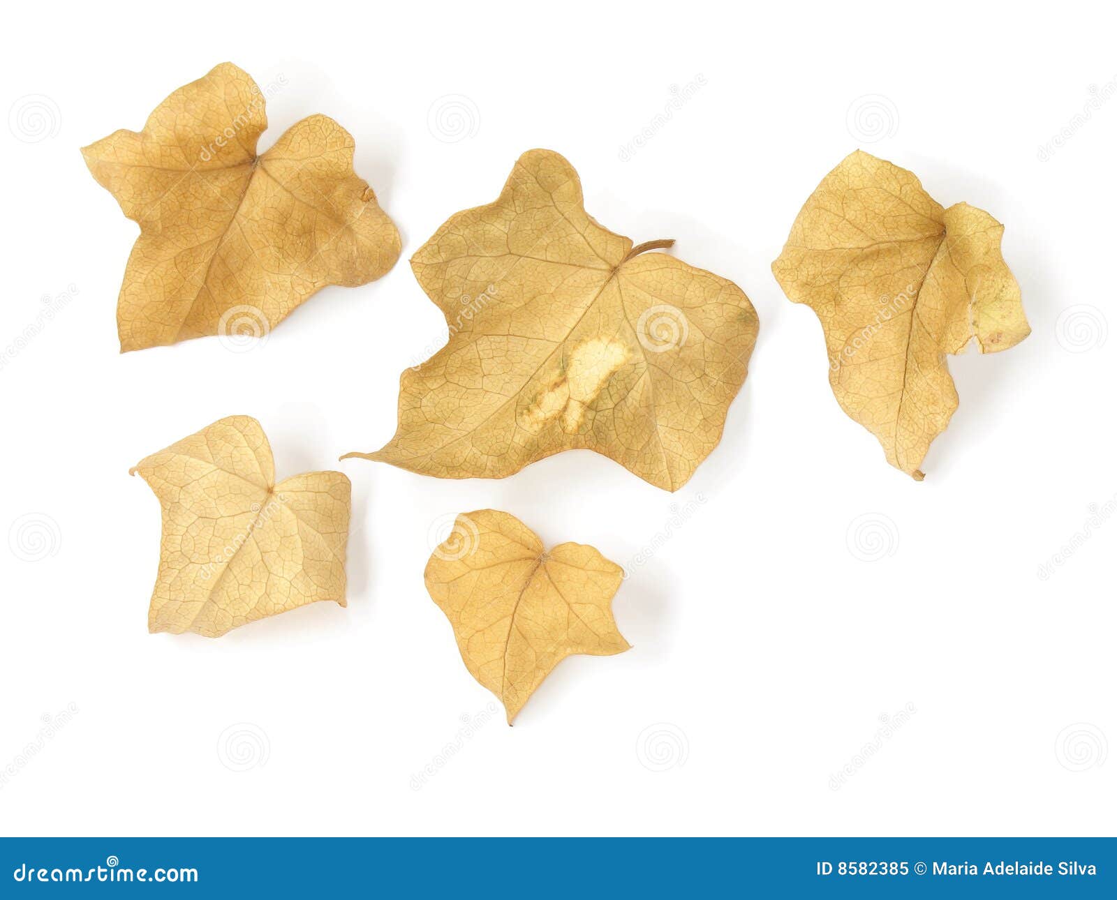 Dry leaves - 1 stock image. Image of macro, five, white - 8582385