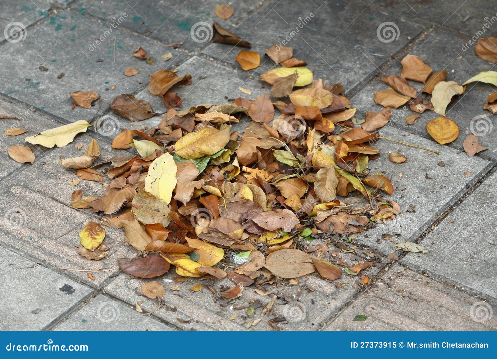 Dry leaves stock image. Image of cleaning, sweep, yellow - 27373915