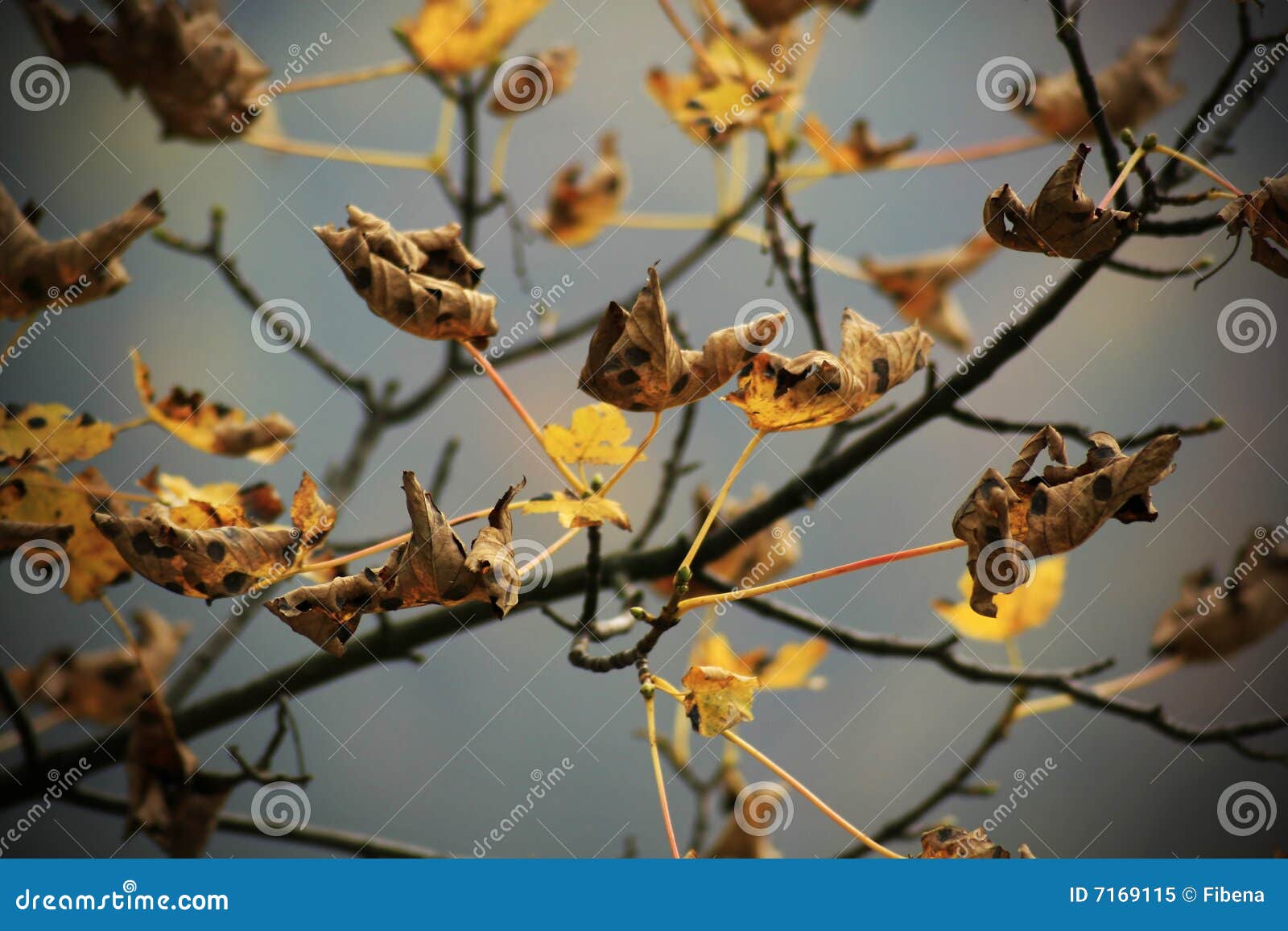 Dry leaves stock image. Image of nature, branches, yellow - 7169115