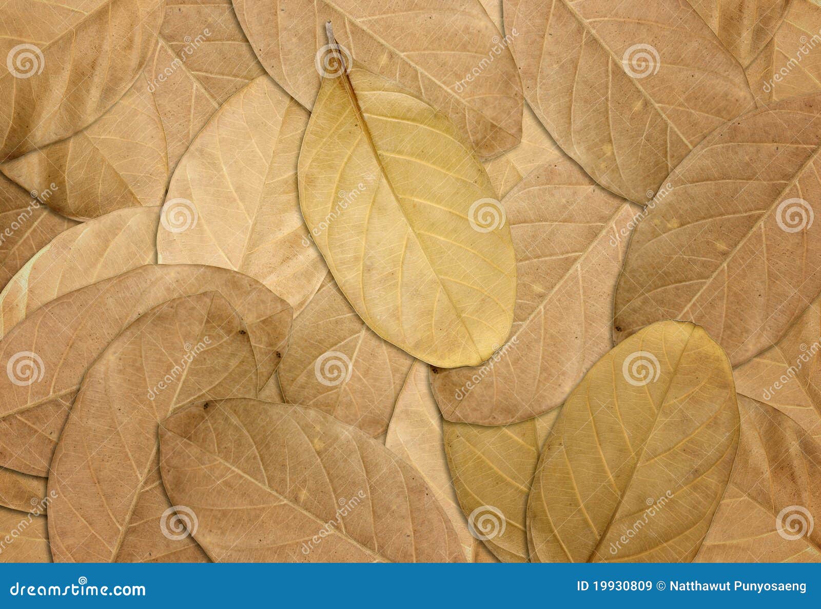 Dry Leaves Autumn Background Stock Image - Image of foliage, ground ...