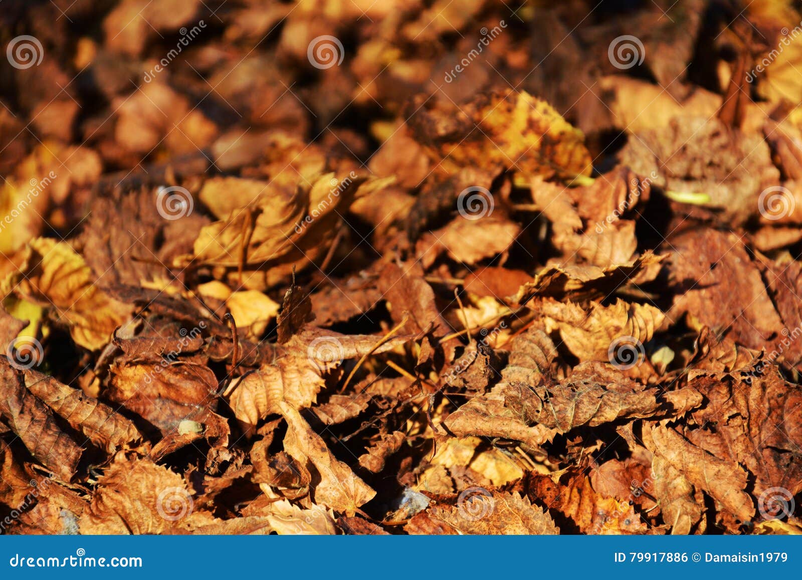 Dry Leaves, Autumn Background Stock Photo - Image of nature, garden ...