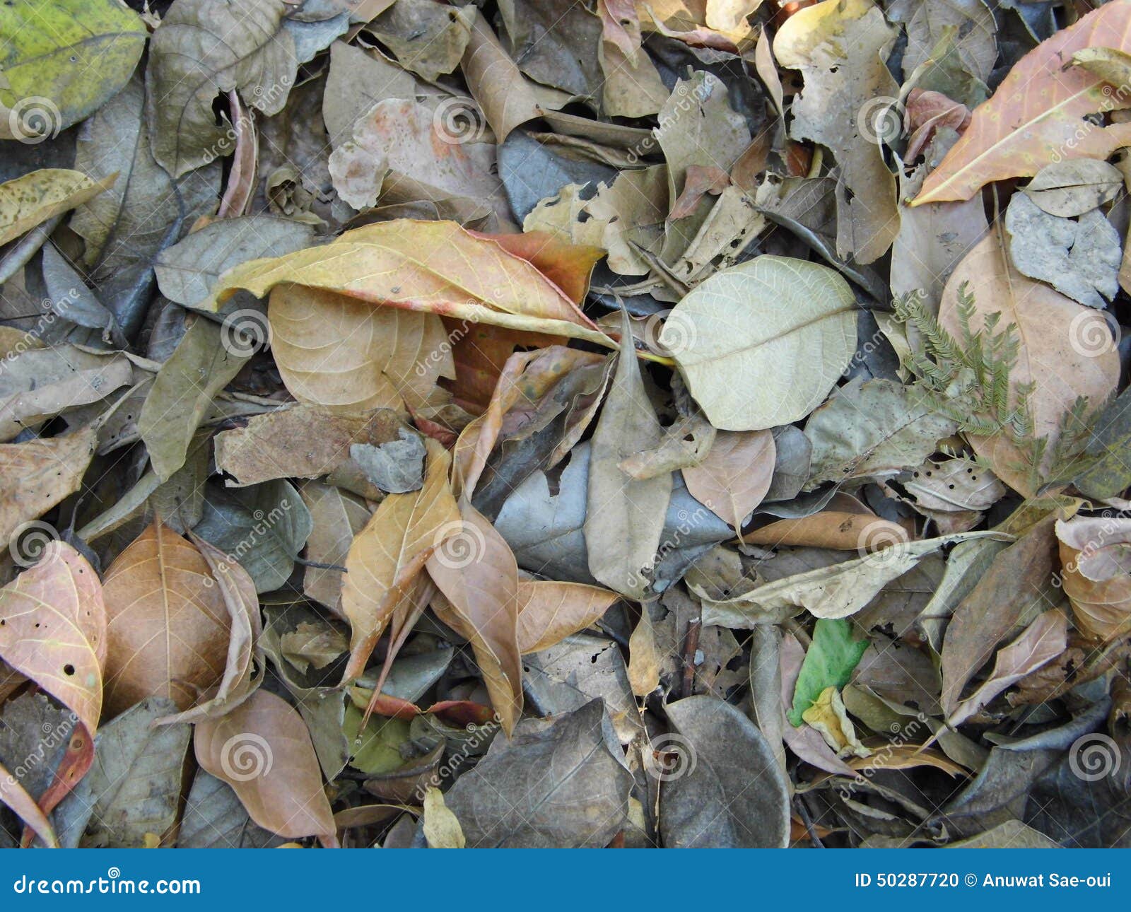 Dry leaves stock photo. Image of nature, leaves, fall - 50287720