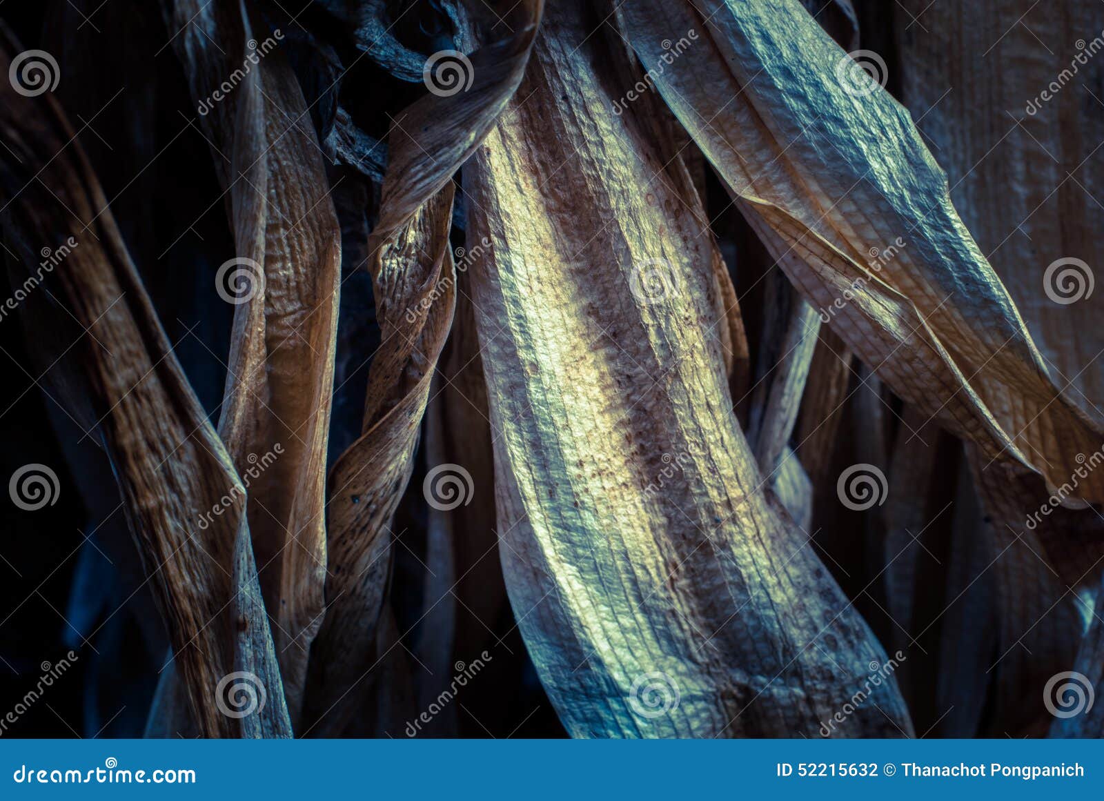 Dry leaves background stock photo. Image of autumn, abstract - 52215632