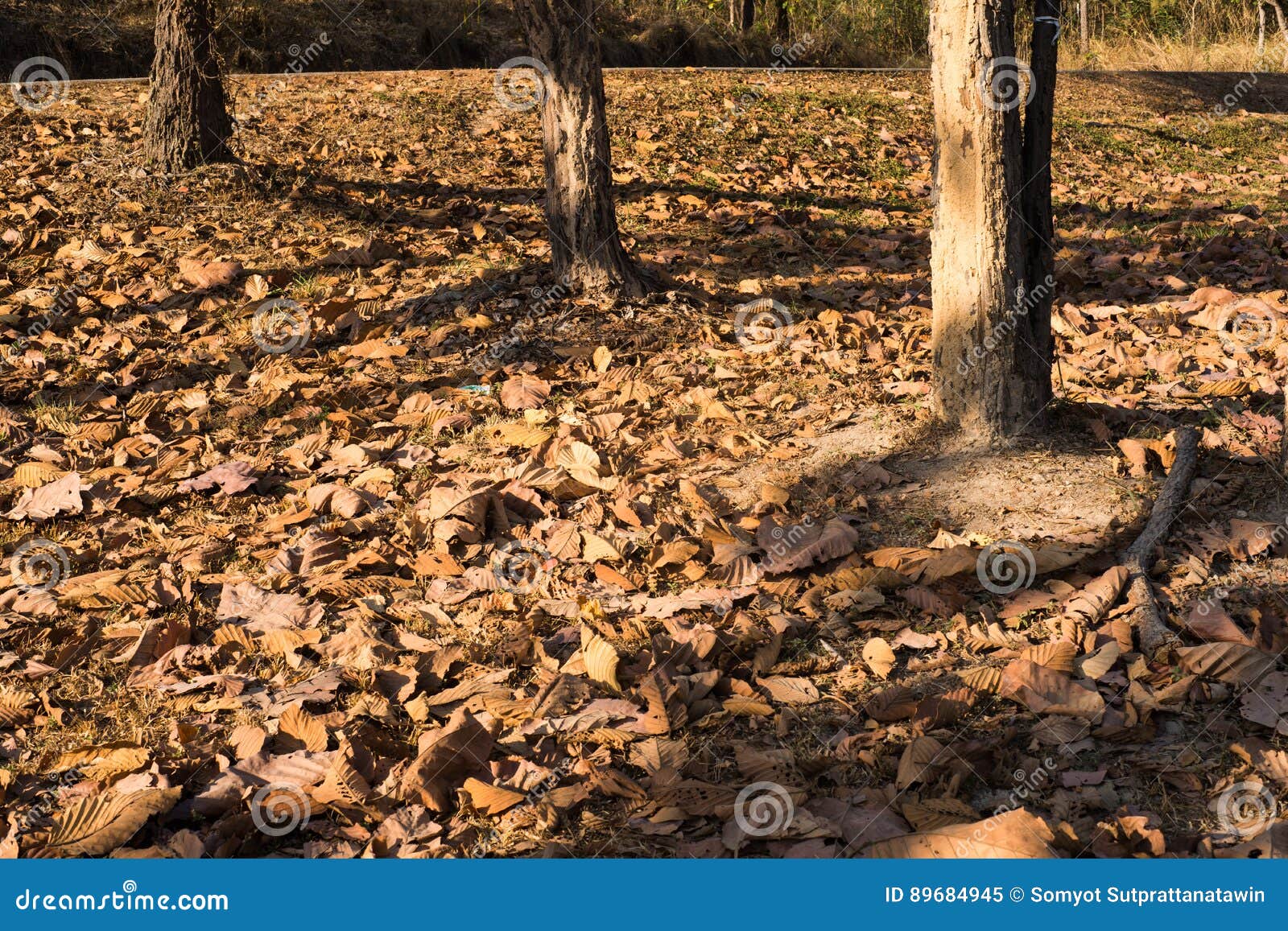 Dry Leaves Background Brown Color Stock Image - Image of trunk, root ...