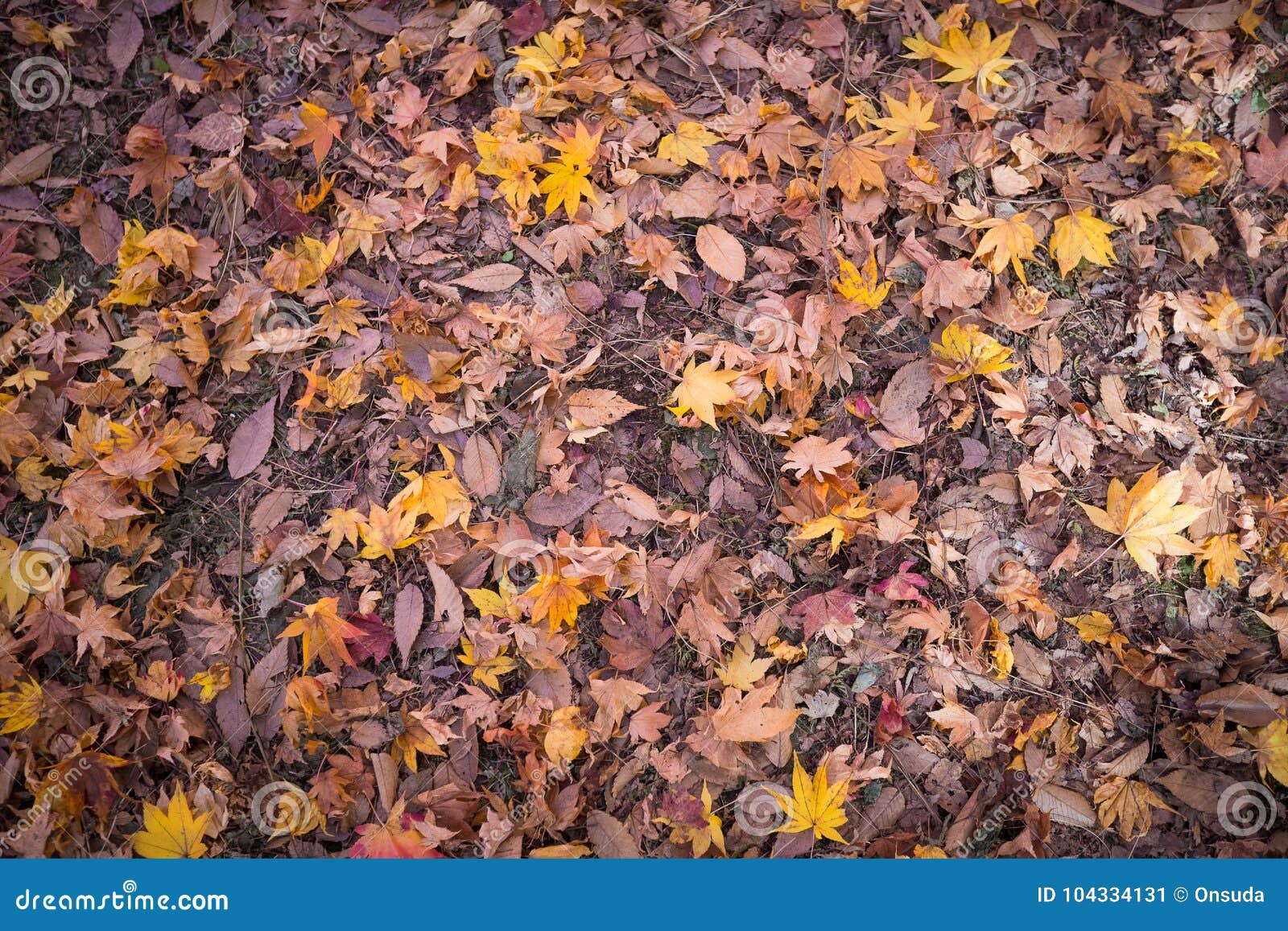 Dry leaves background stock image. Image of plant, japan - 104334131