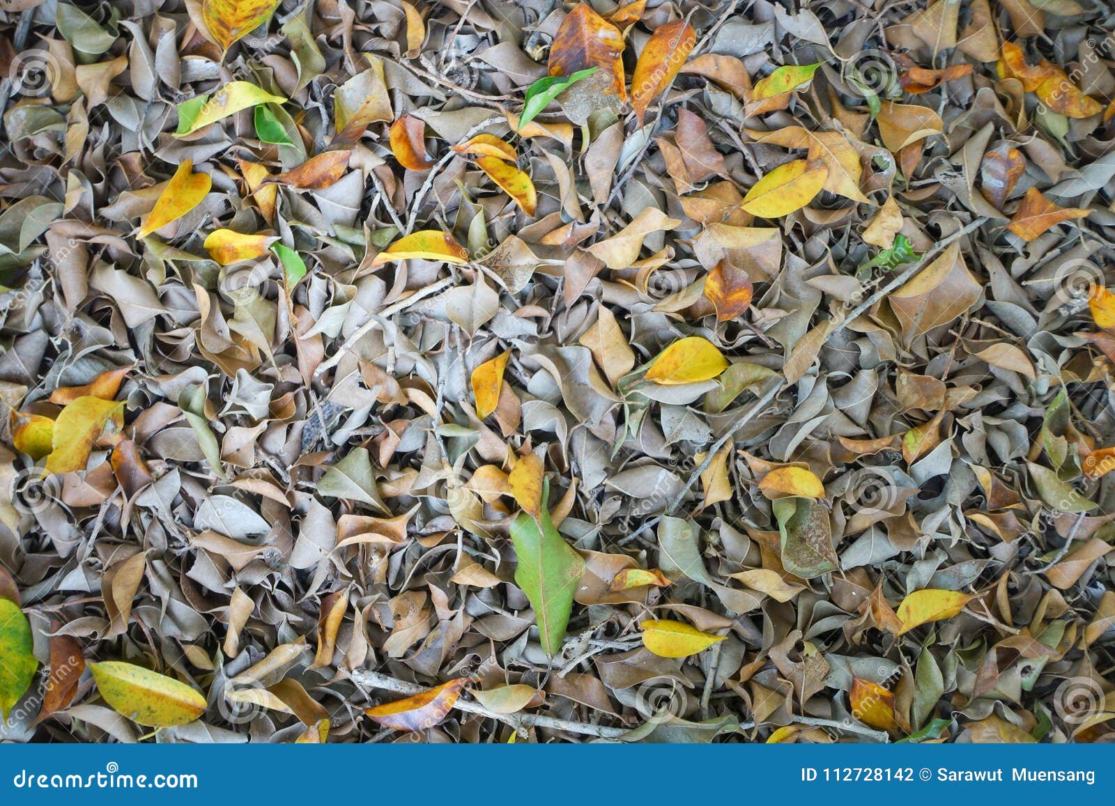 Dry leaves background stock photo. Image of curve, emergency - 112728142