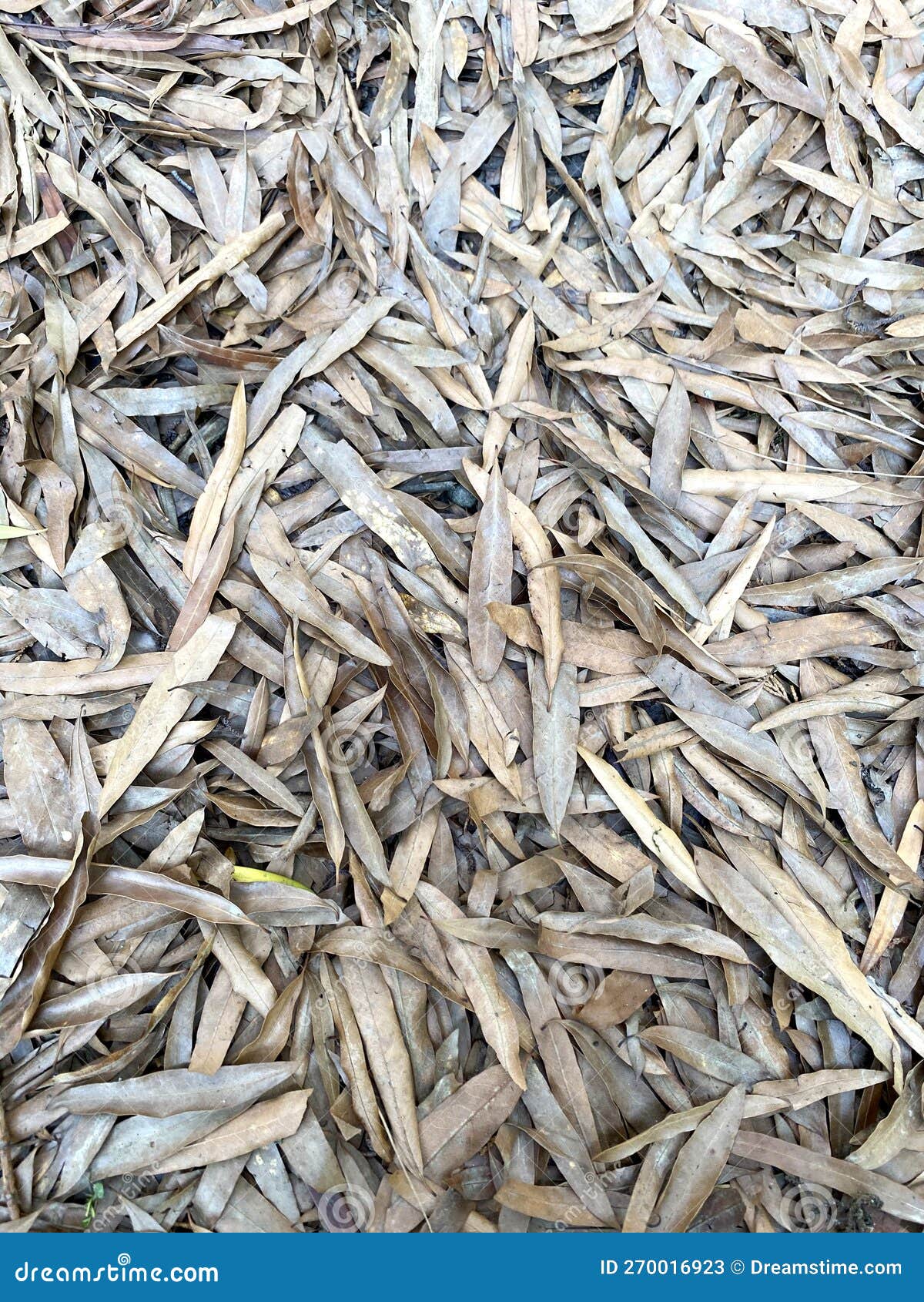 Dry Leaves Background. Perfect for Seasonal Use Stock Image - Image of ...