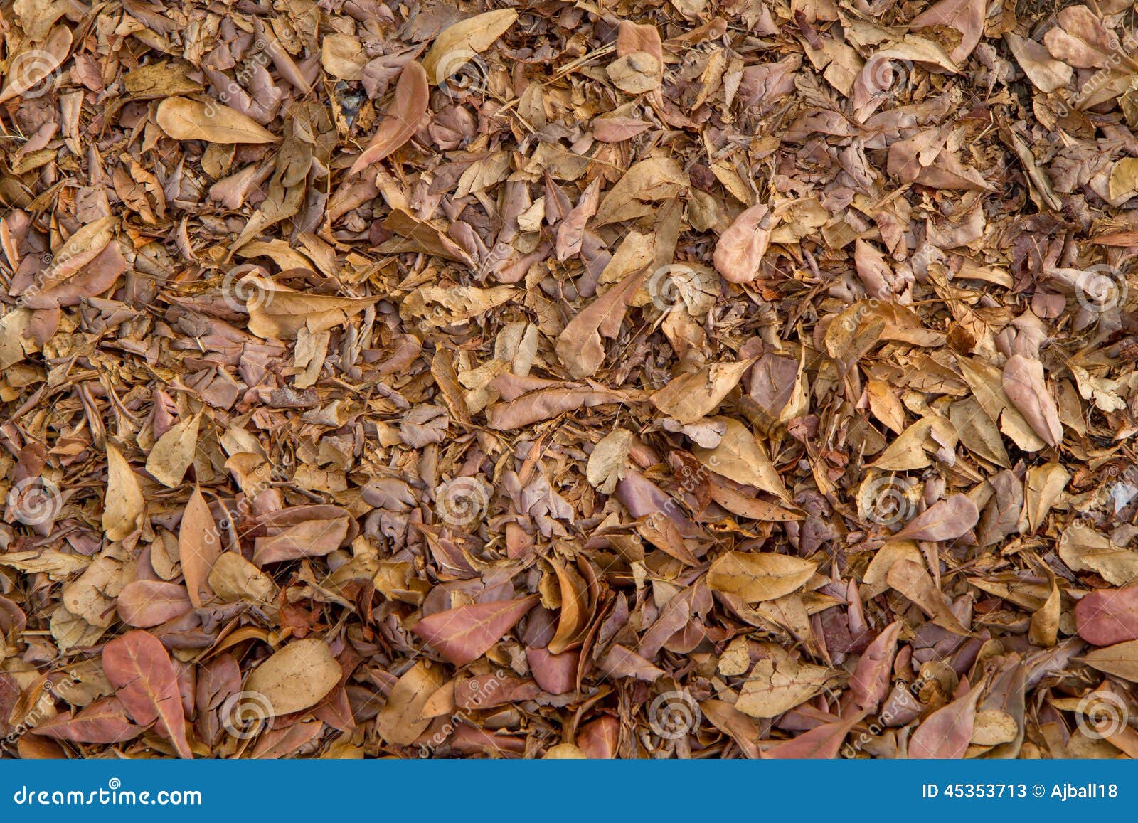 Dry Leaves for Background and Texture Stock Image - Image of leave ...