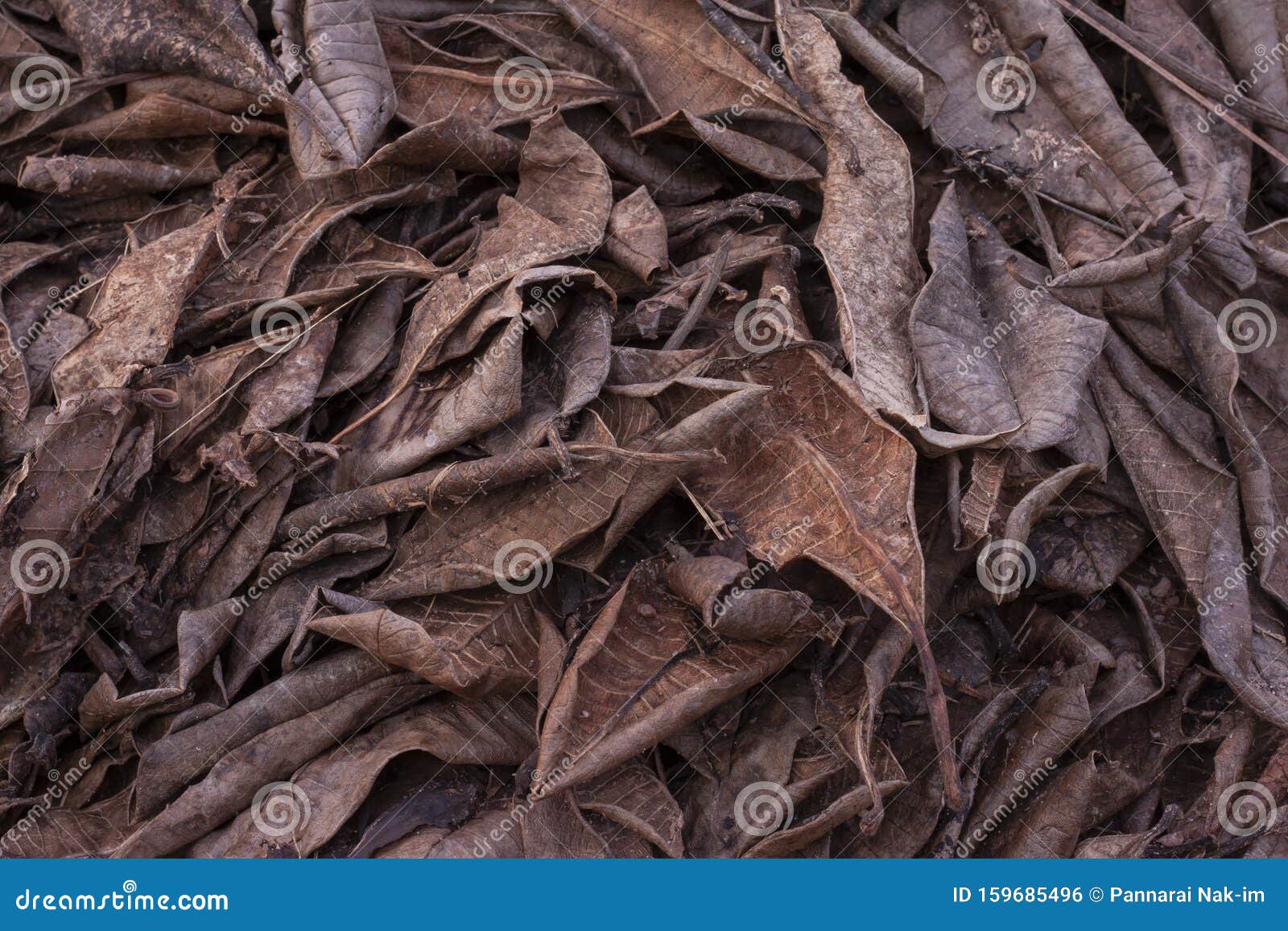Dry Leaves for Background and Textures. Stock Photo - Image of garden ...