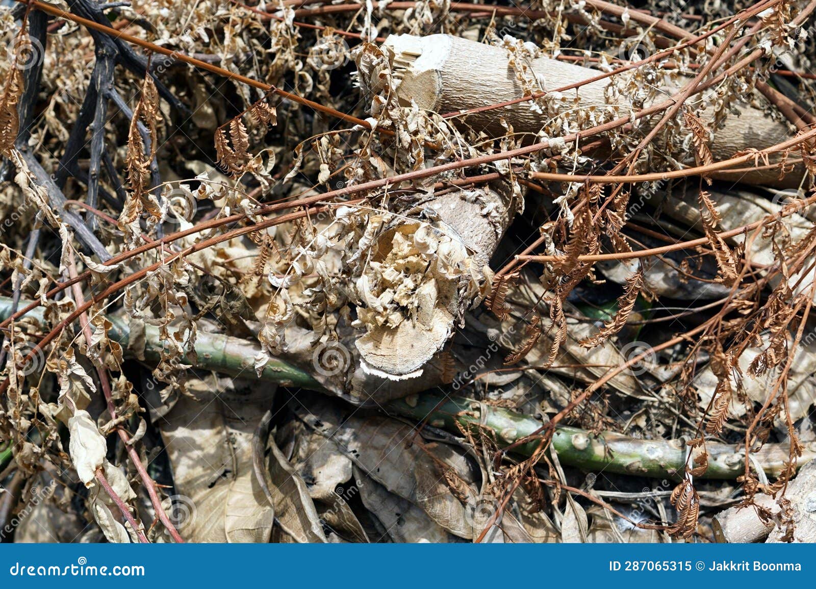 Dry Leaves and Branches of Trees in the Trash, Environmental Pollution ...